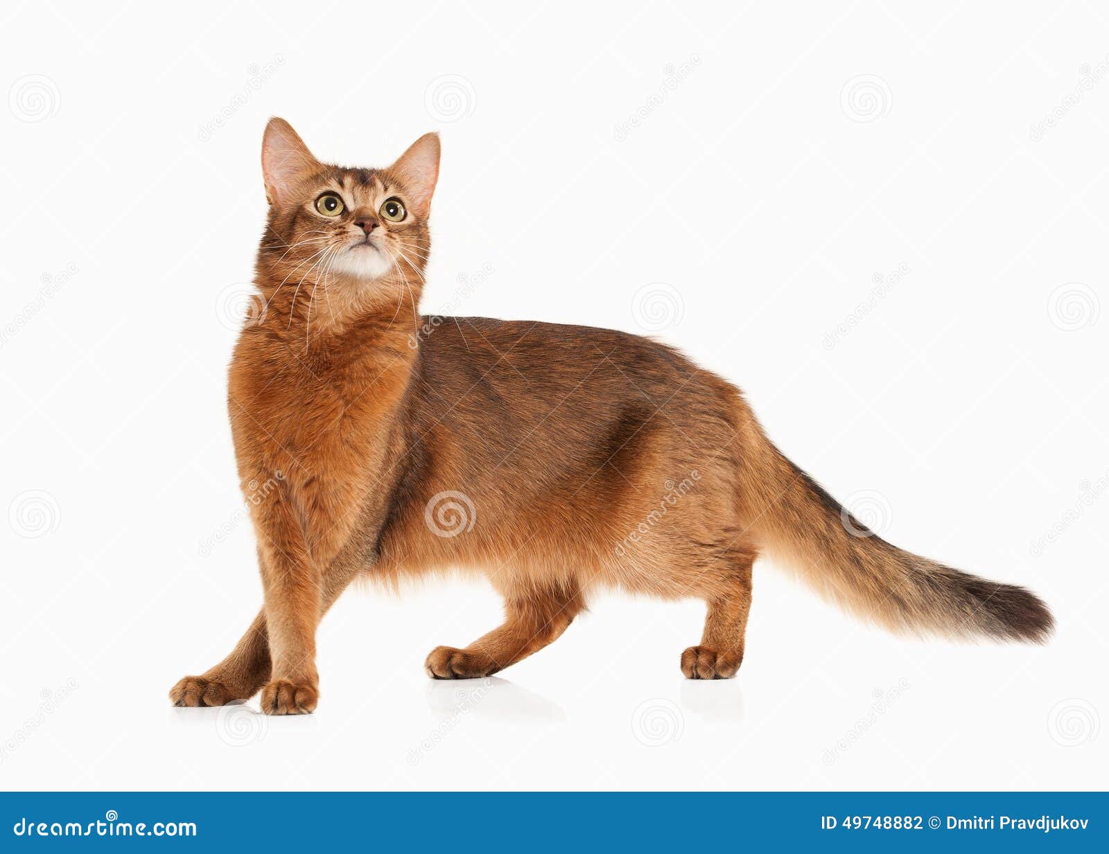Cat. Somali Cat Ruddy Color on White Bakcground Stock Photo - Image of ...