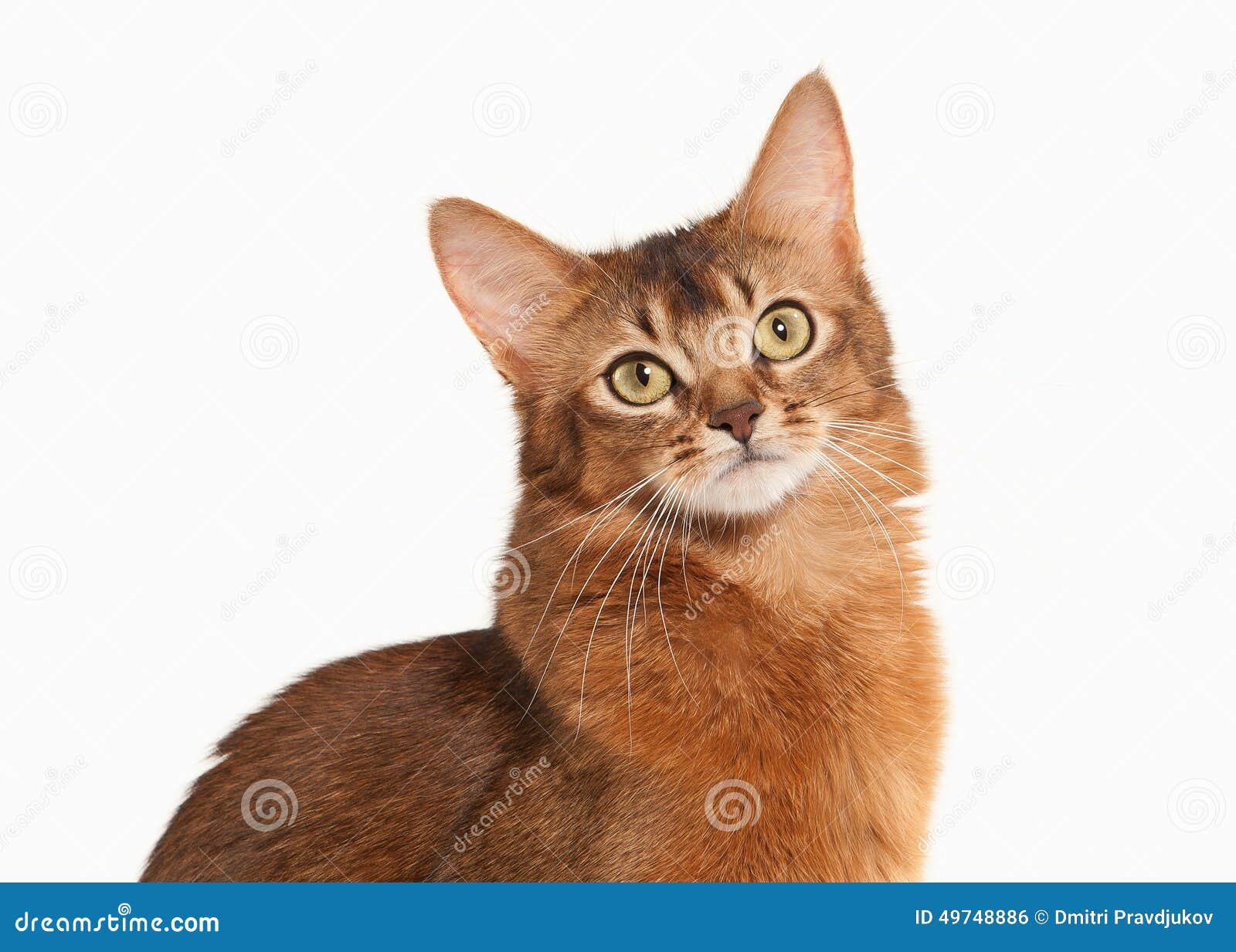 Cat. Somali Cat Ruddy Color on White Bakcground Stock Photo - Image of ...