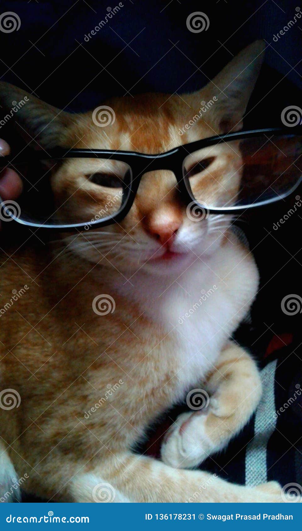 Cat with Spectacles stock image. Image of wearing, spectacles - 136178231