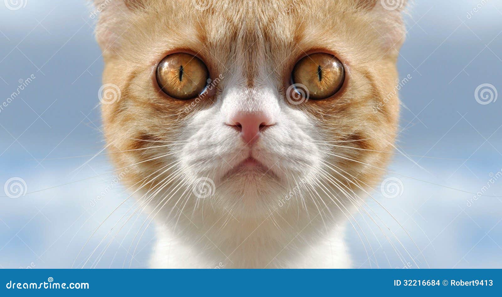 Cat stock photo. Image of brown, edition, definition - 32216684