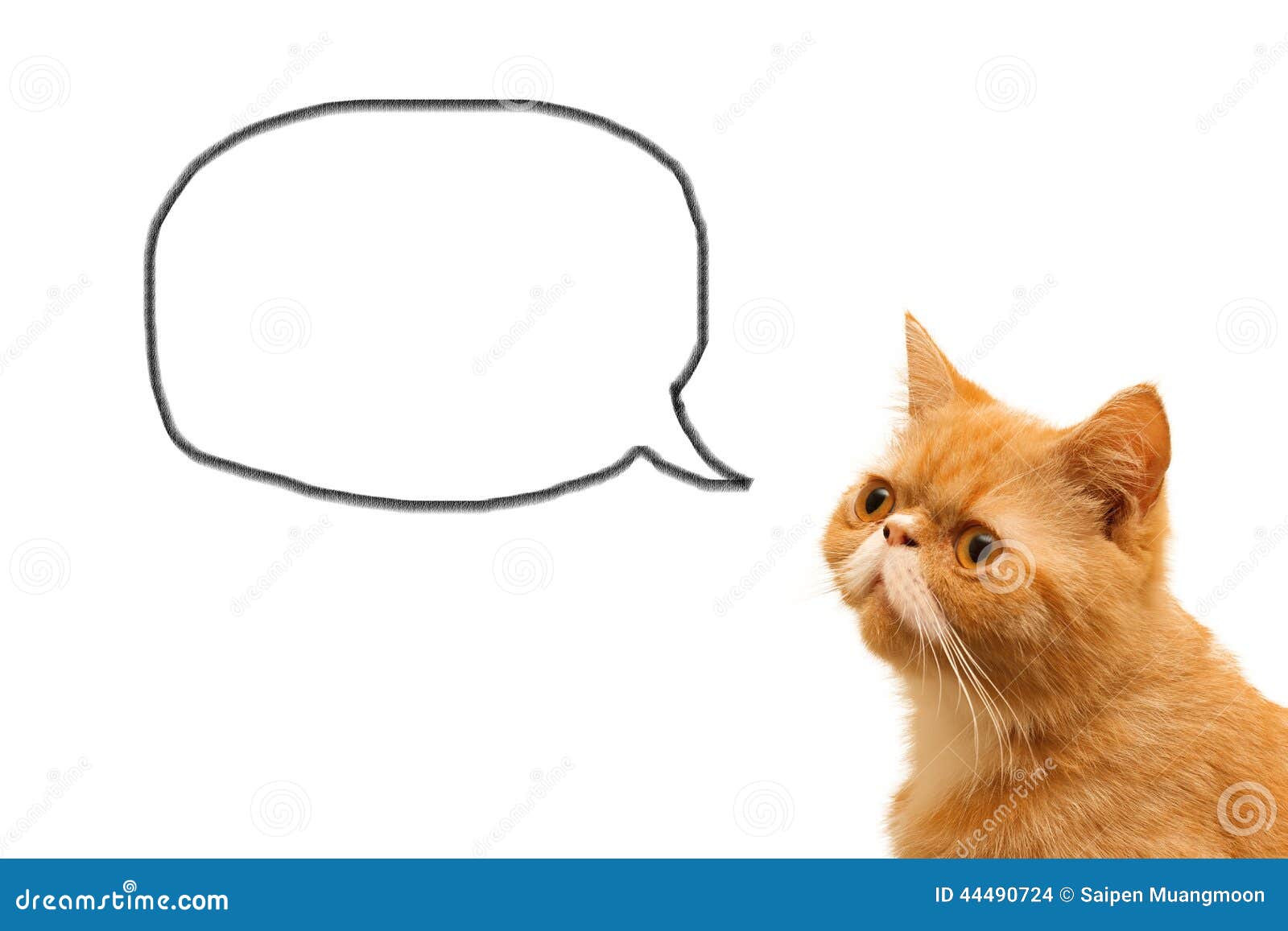 Cat and speech stock photo. Image of expression, sitting - 44490724