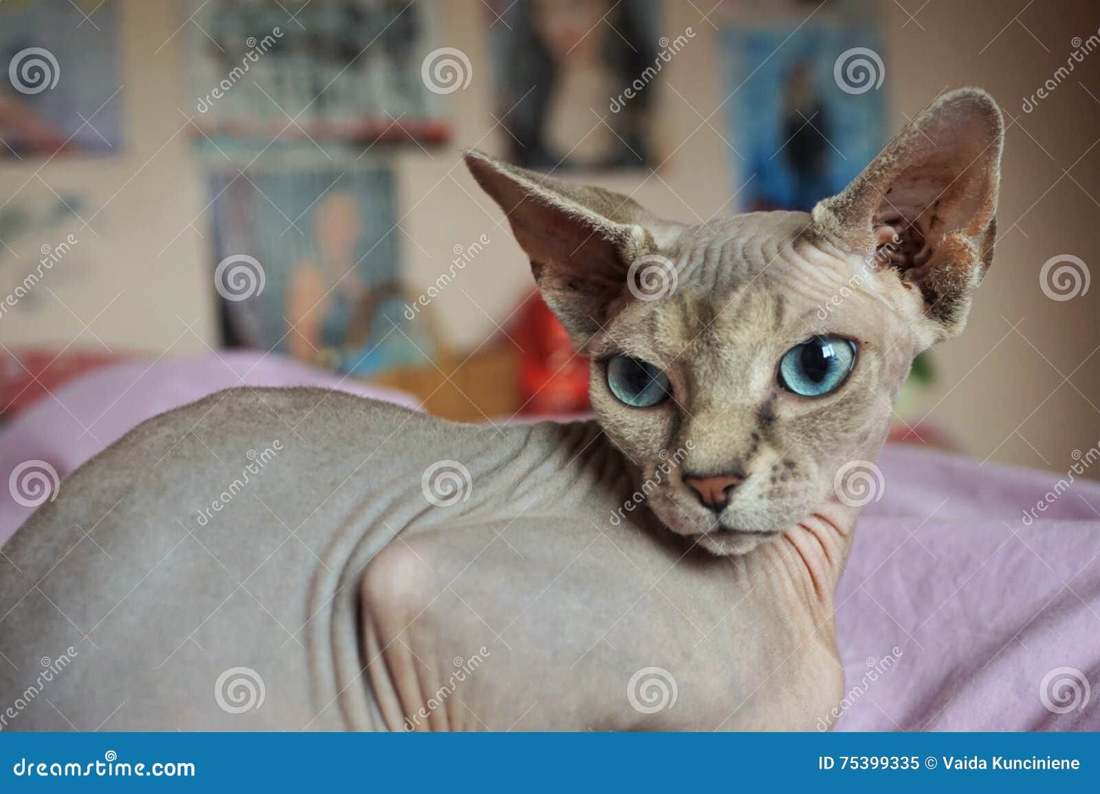 Cat Sphinx imagen de archivo. Imagen de mascota, verde - 75399335