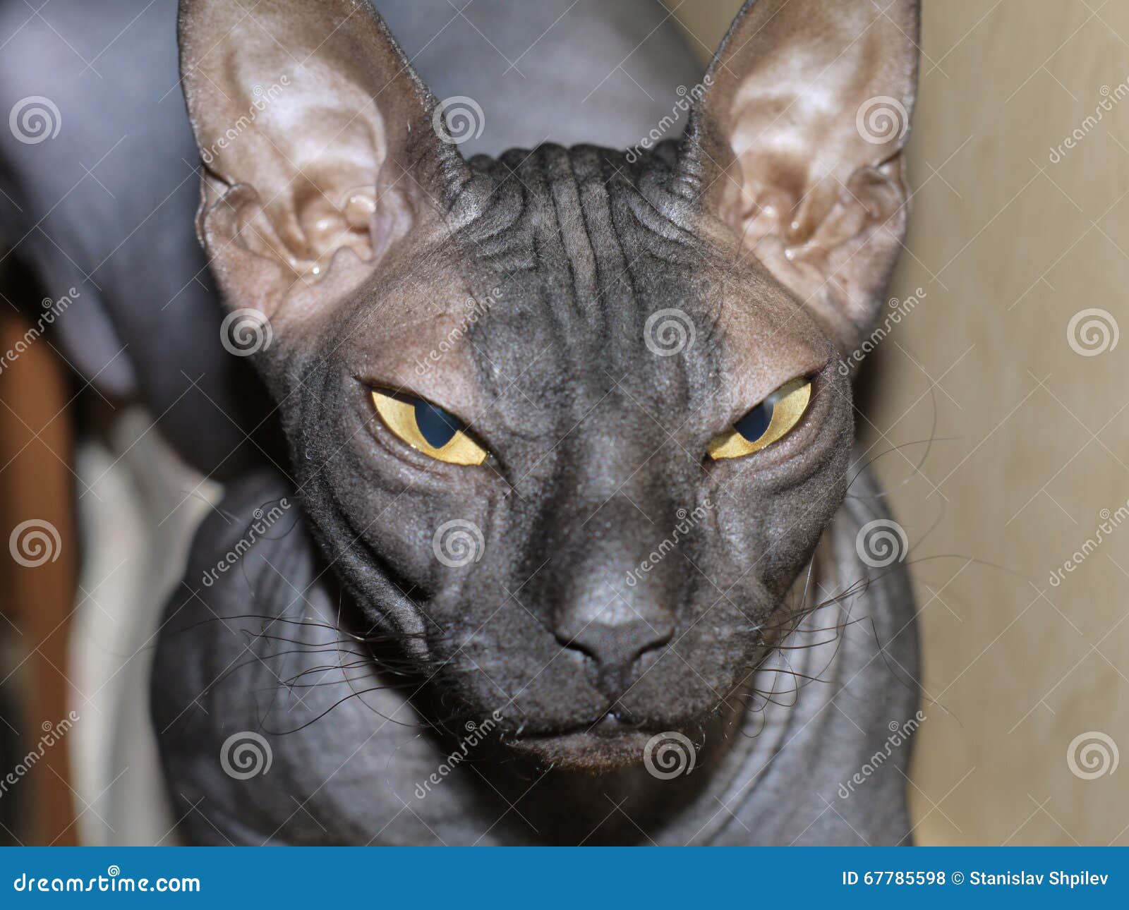 Cat sphinx. stock photo. Image of close, luxury, belly - 67785598