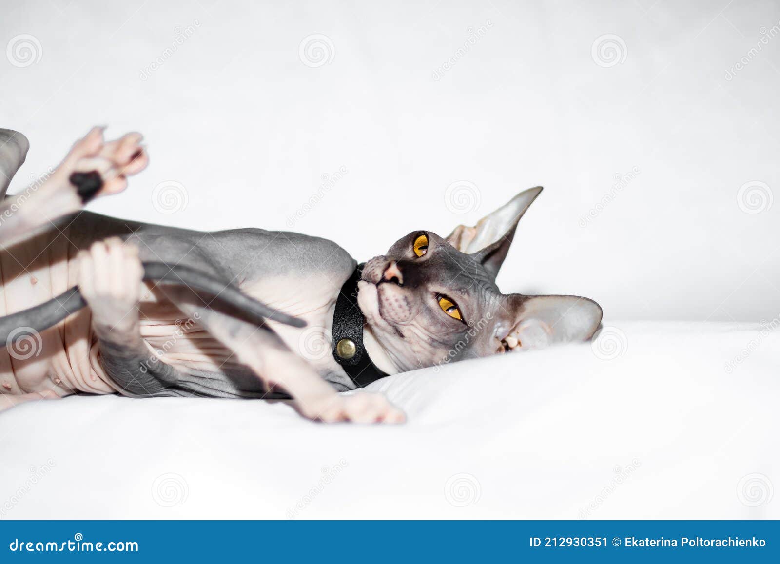 Cat Sphinx and His Tail on a White Background. Stock Image - Image of ...