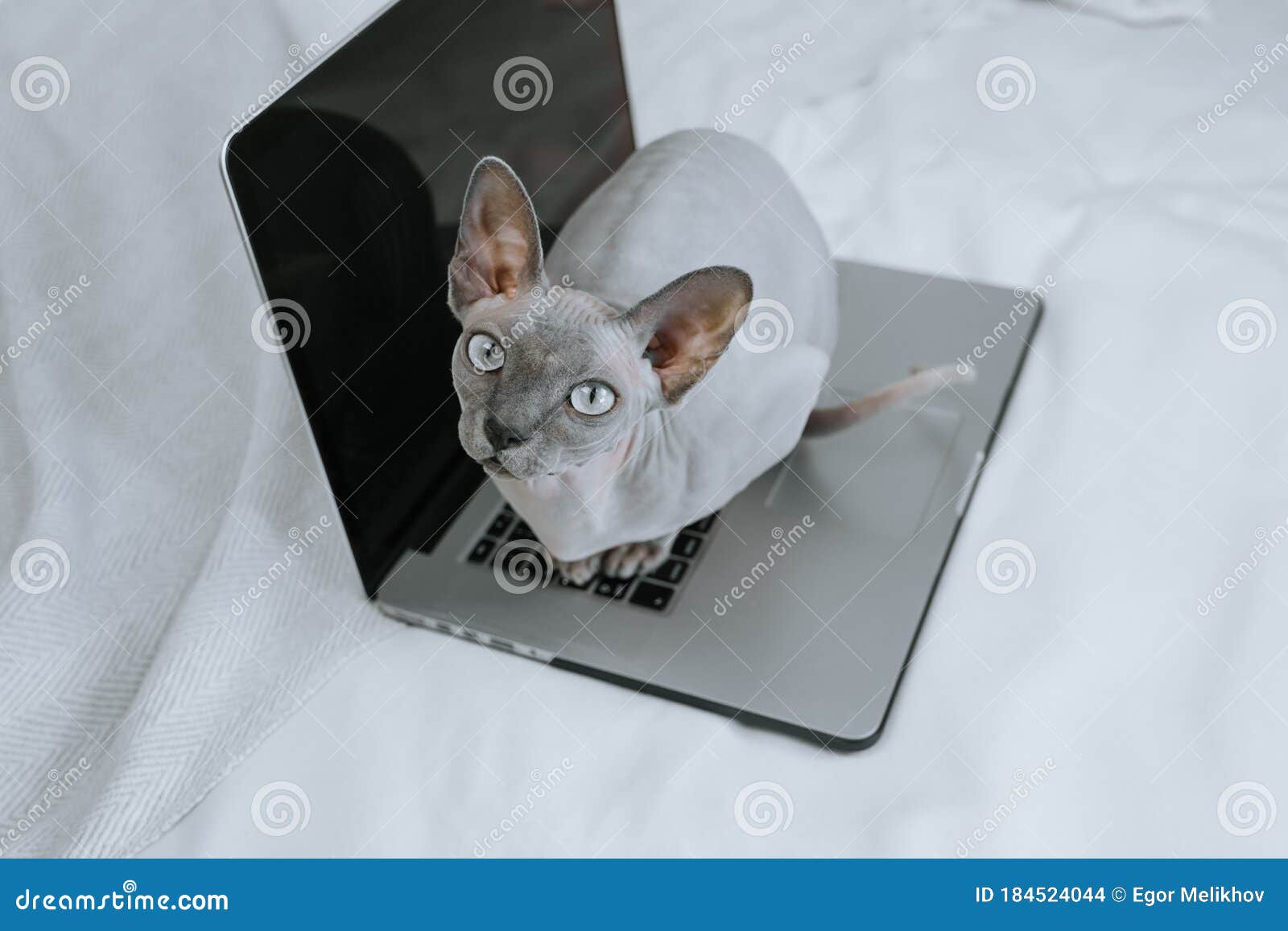 Cat Sphinx Sitting on the Laptop Keyboard and Doesn`t Allow His Owner ... Cat Sphinx Sitting on the Laptop Keyboard and Doesn`t Allow His Owner ...