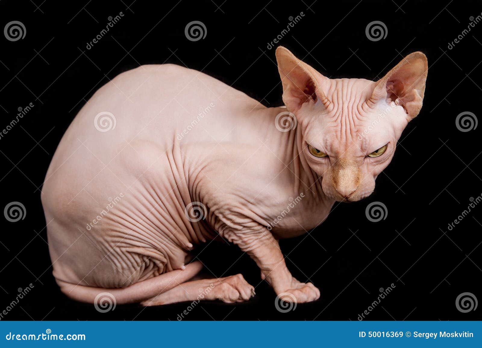 Cat sphinx stock image. Image of donsphinx, funny, friend - 50016369