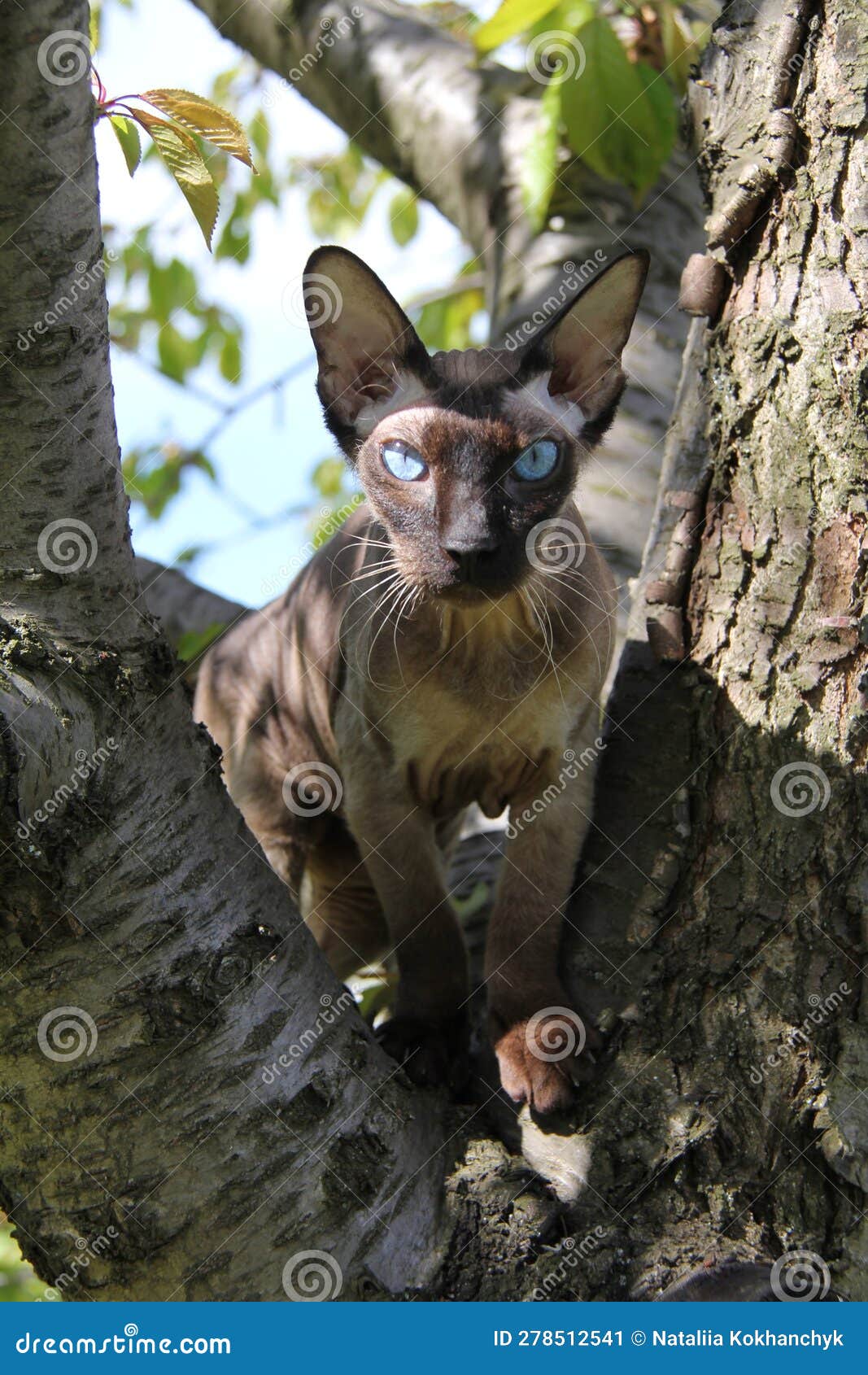 Cat Sphynx Peterbald Bald Cat Housecat Hairless Cat Posing on the Tree ...
