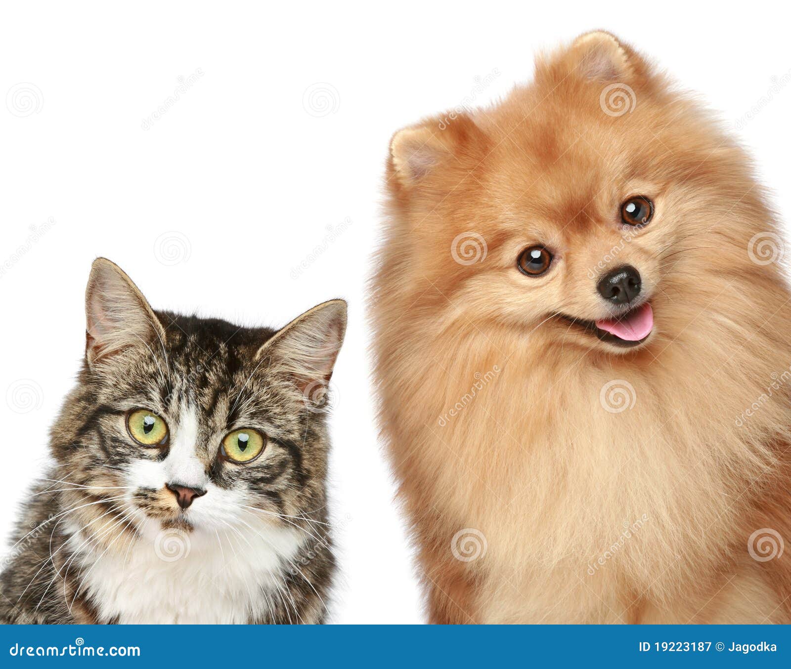 Cat and Spitz puppy stock image. Image of portrait, domestic - 19223187