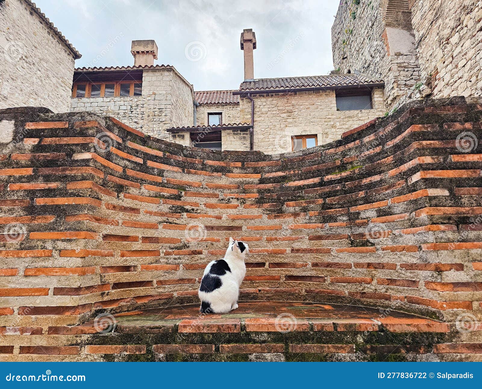 Cat in Split stock photo. Image of historical, european - 277836722