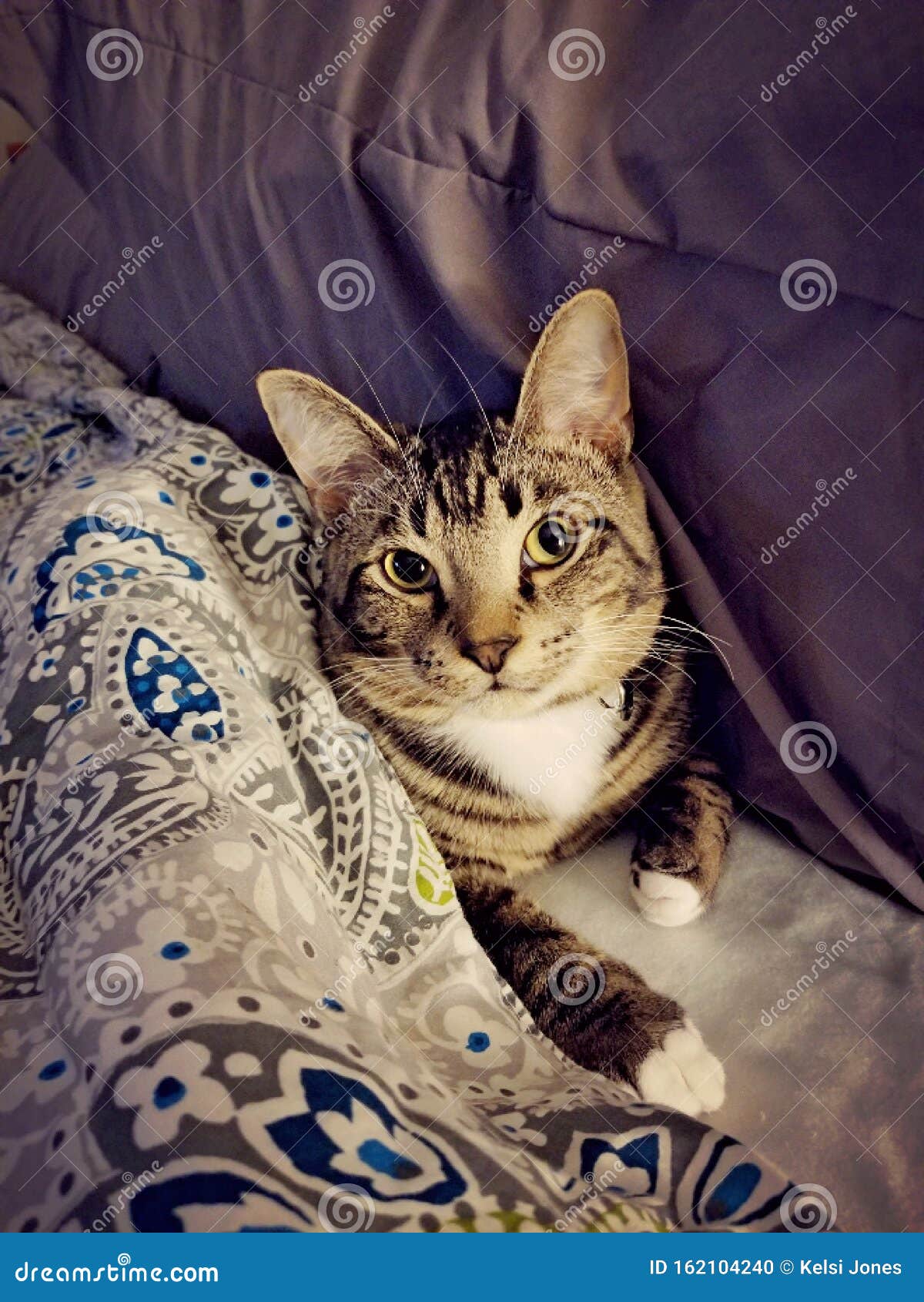 Cat Spoiled Baby Kitty Tiger Stripes Stock Photo - Image of baby, tiger ...