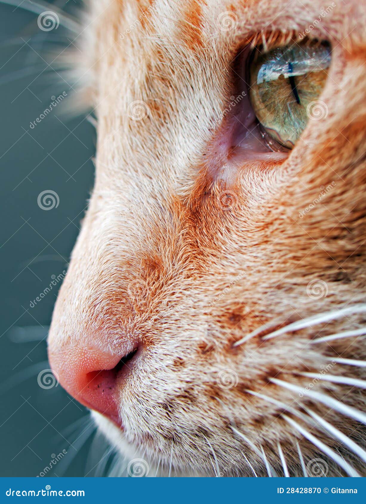 Cat in the Spotlight stock photo. Image of character - 28428870