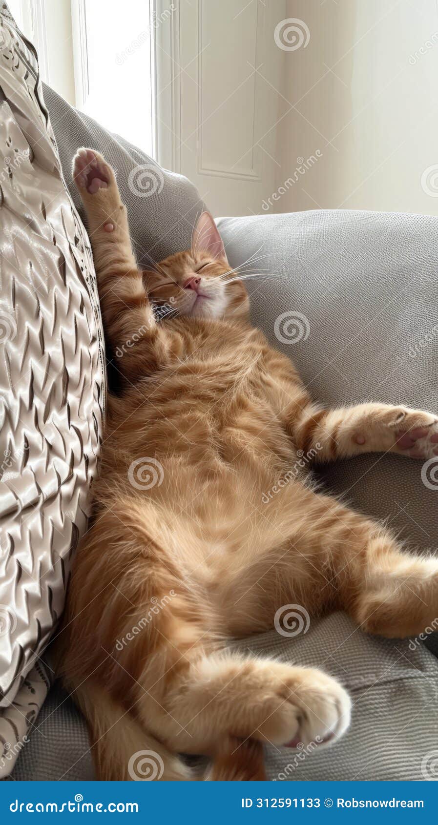 Cat S Weird Sleeping Position on Comfy Sofa Stock Illustration ...