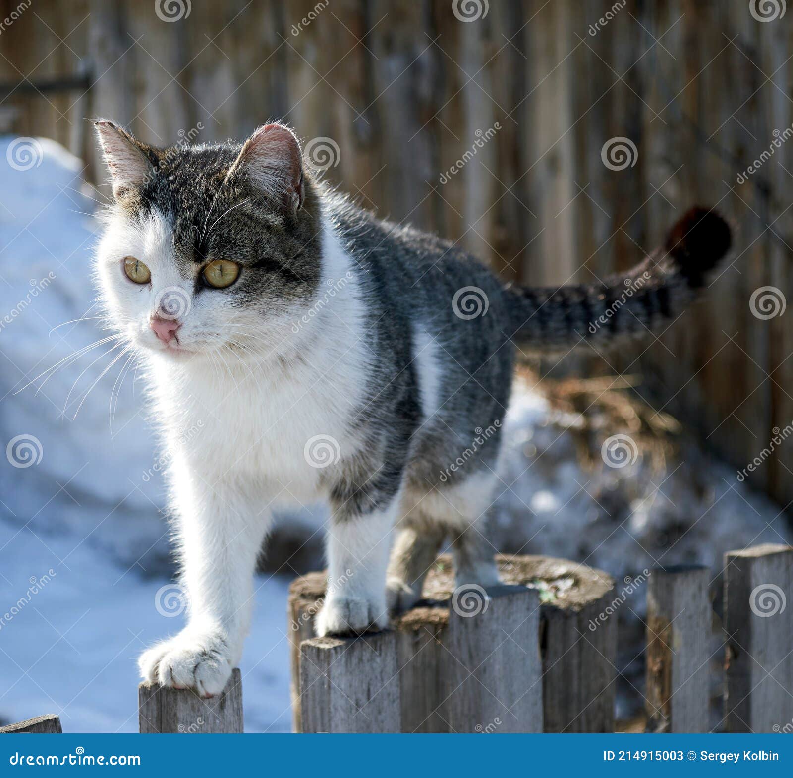 Cat in the spring stock image. Image of kitten, cute - 214915003