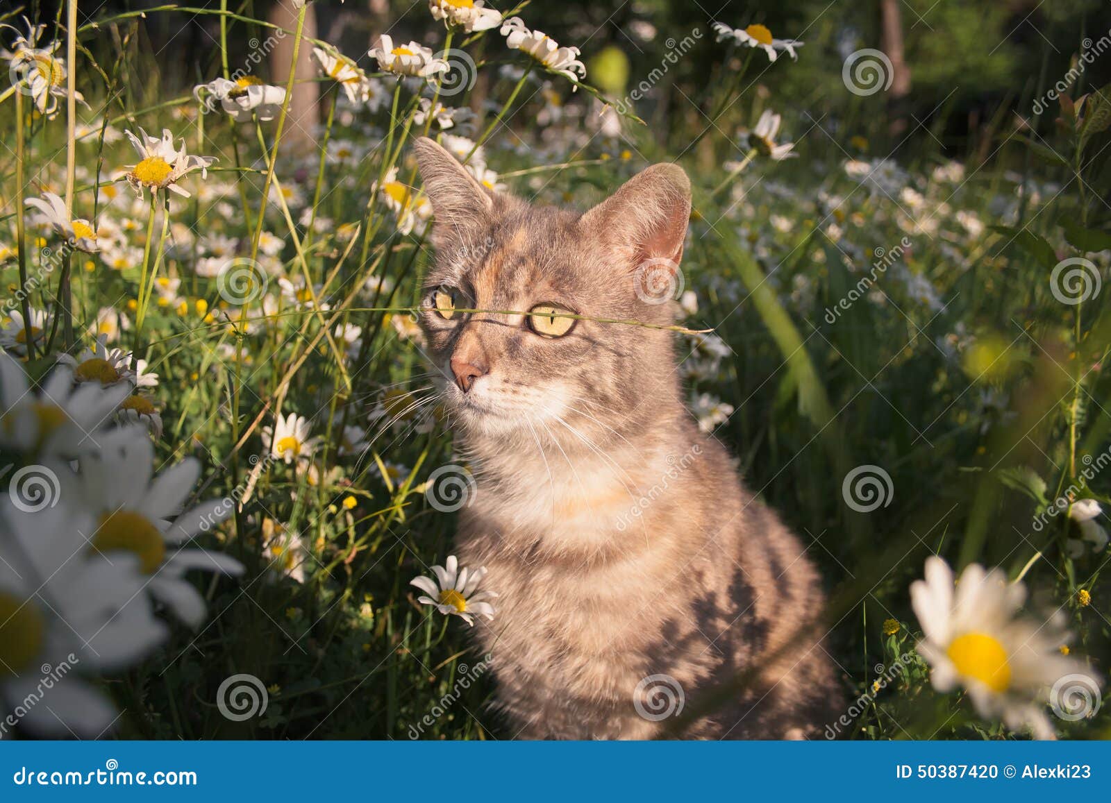 Cat in spring stock photo. Image of young, sunlight, flowers - 50387420