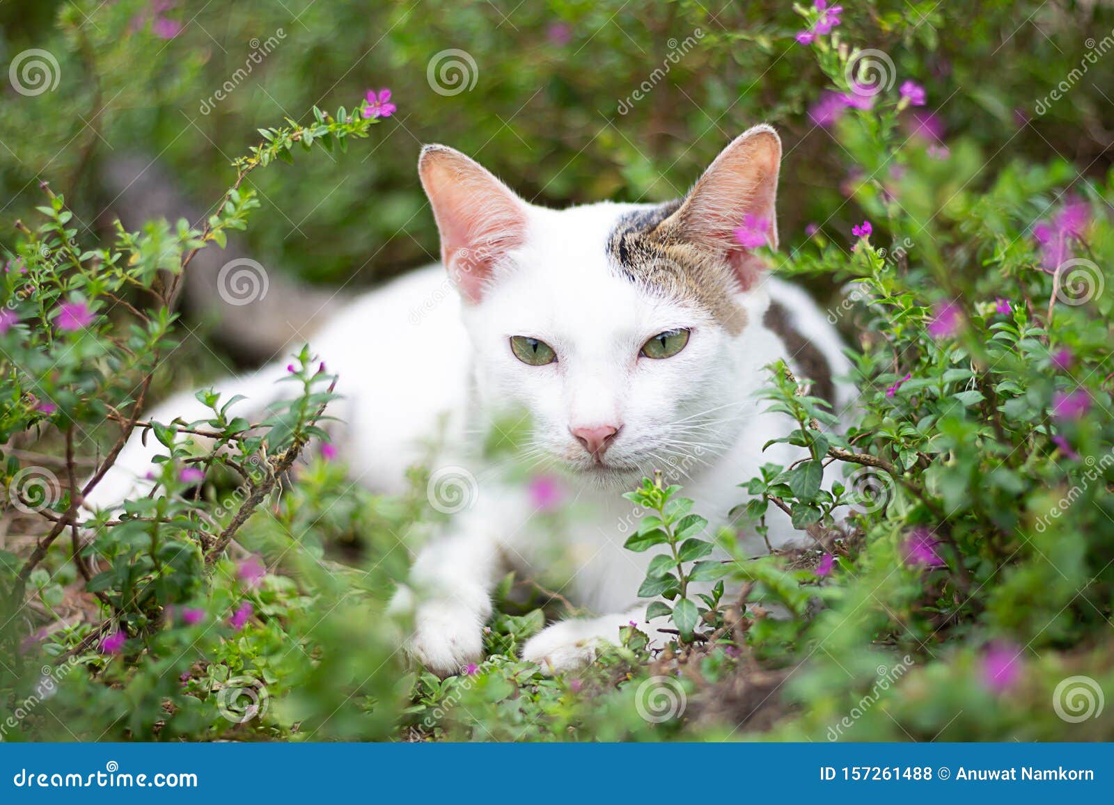 Cat in Spring Flowers and Grass Stock Photo - Image of garbage, flowers ...
