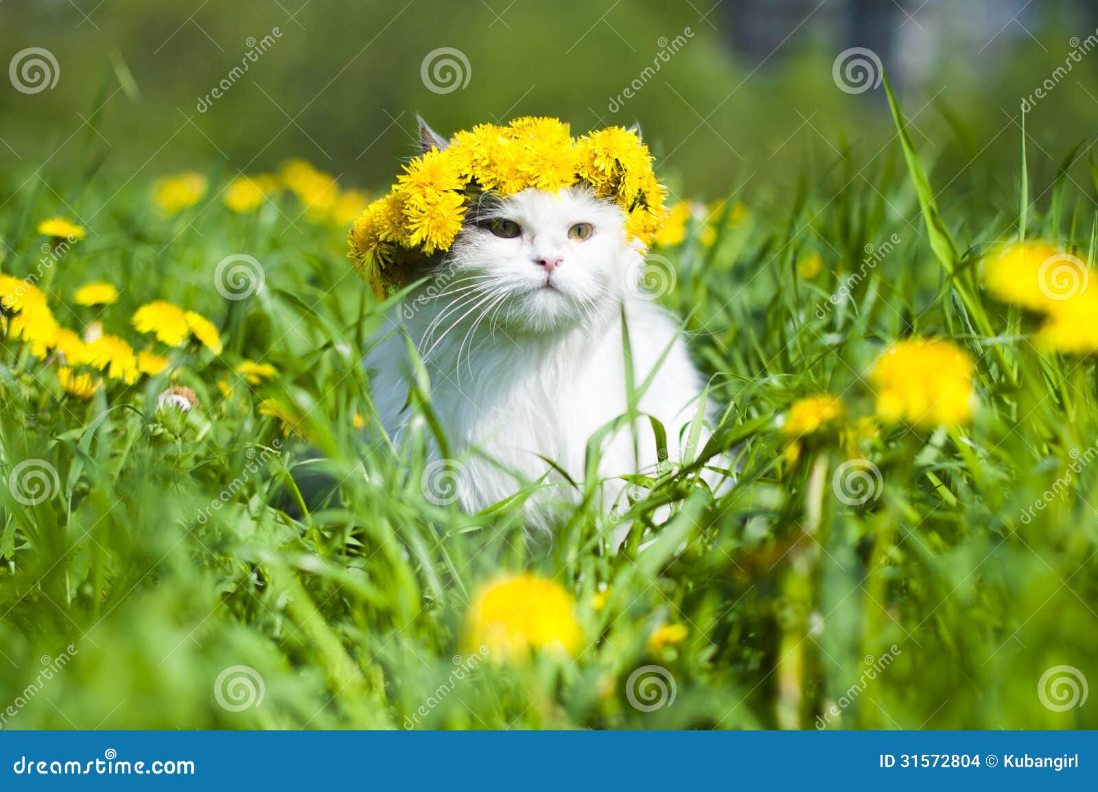 Cat spring stock photo. Image of animal, nature, summer - 31572804