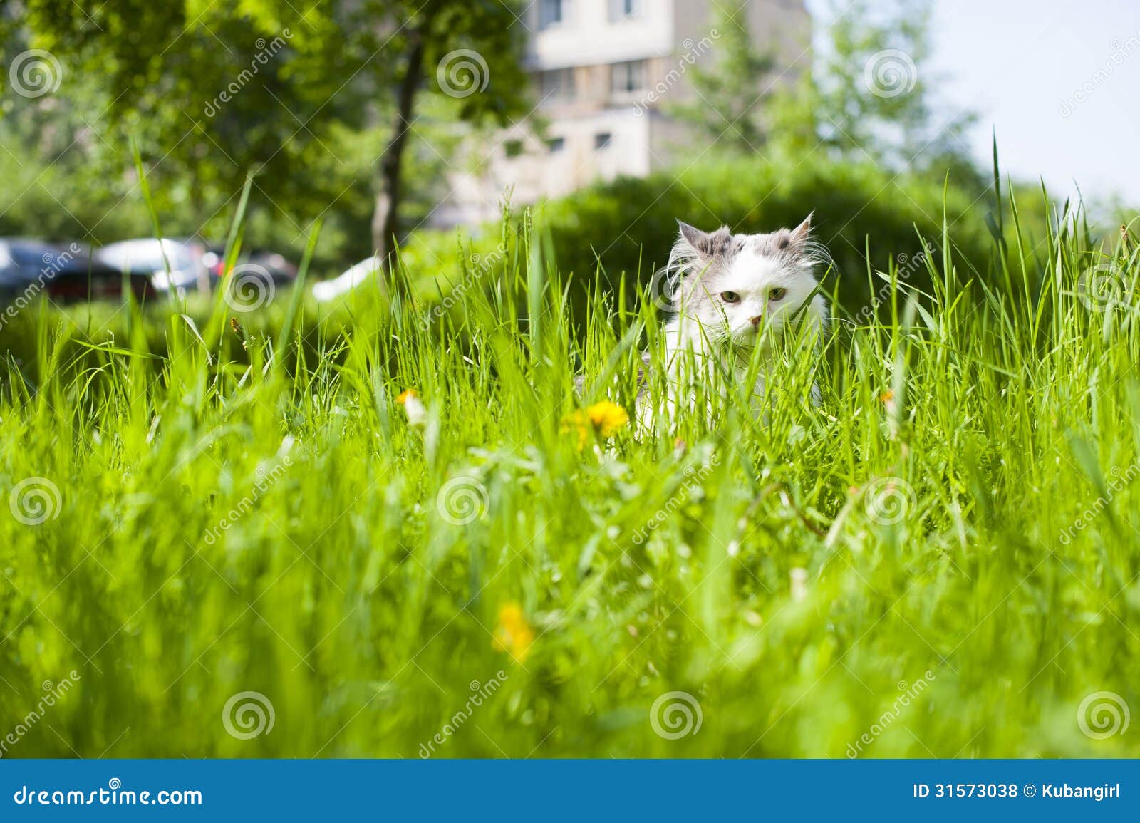 Cat spring stock photo. Image of dandelion, hunter, spring - 31573038