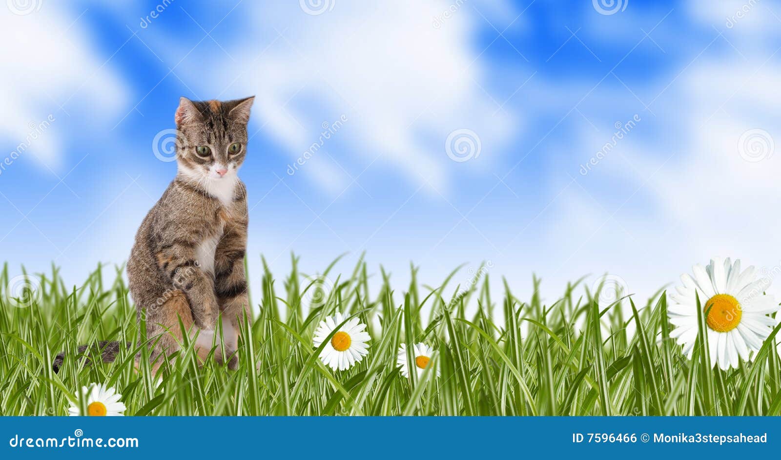 Cat on a spring meadow stock photo. Image of meadow, season - 7596466