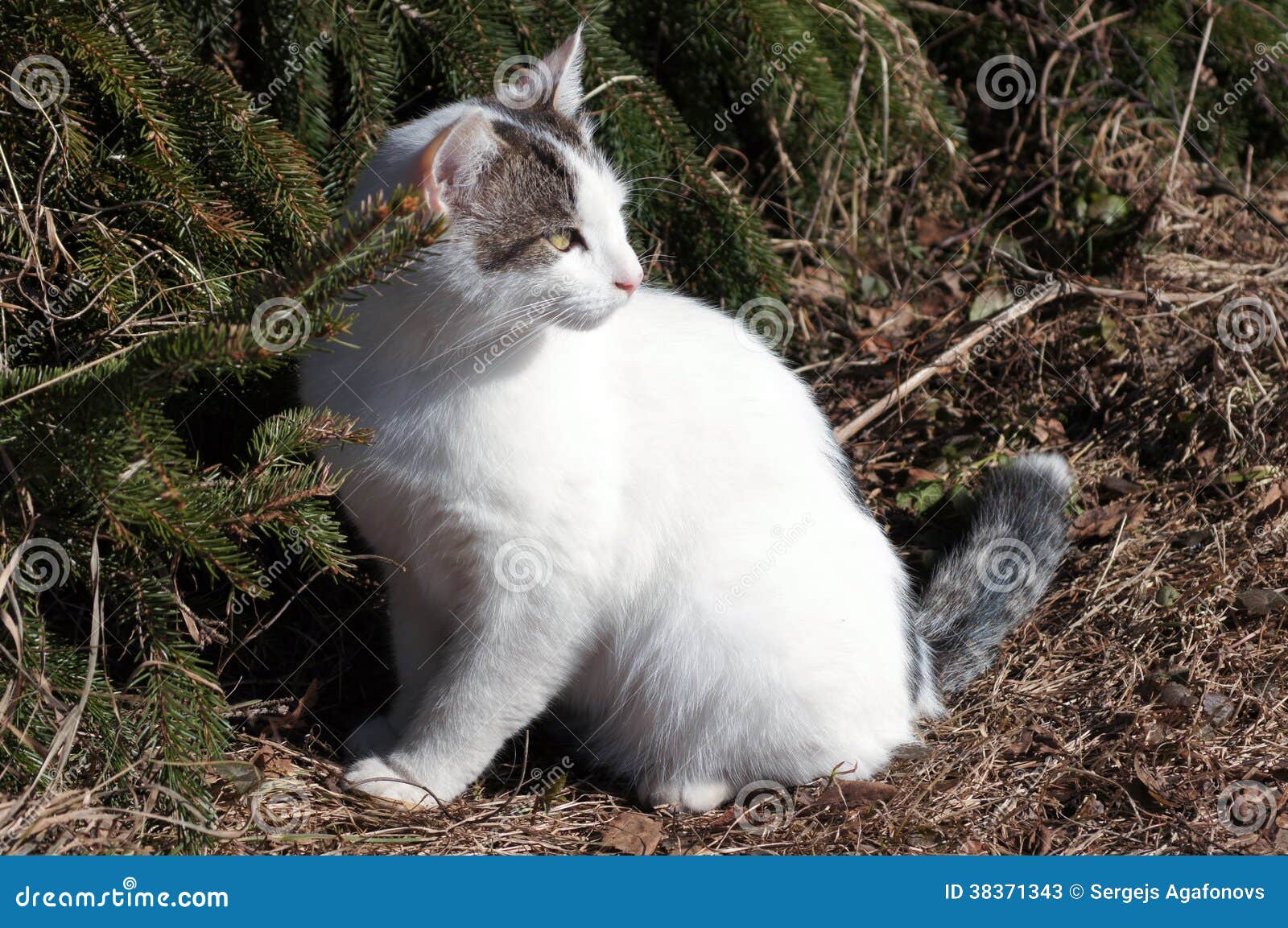 Cat and spruce. look back. stock image. Image of nature - 38371343