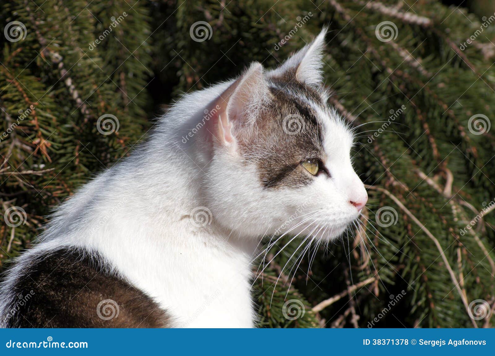 Cat and Spruce. Portrait 1. Stock Photo - Image of look, animal: 38371378