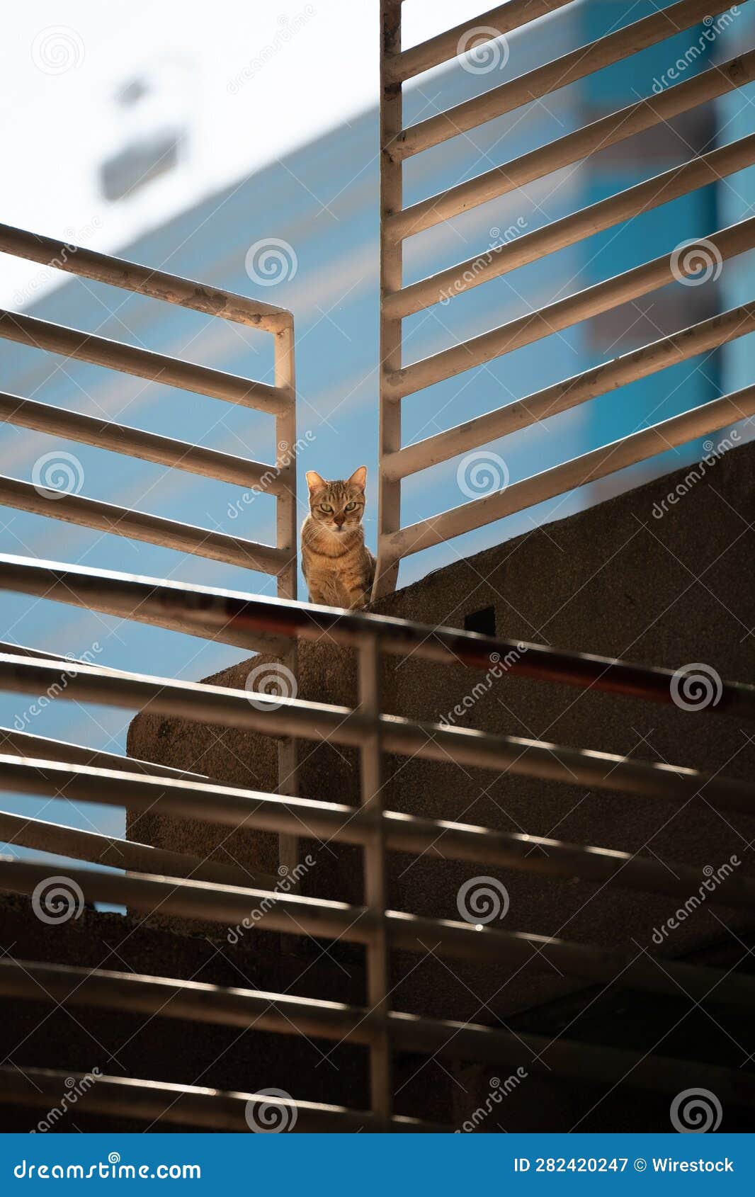 Cat Spying through the Railing Stock Image - Image of stray, purebred ...