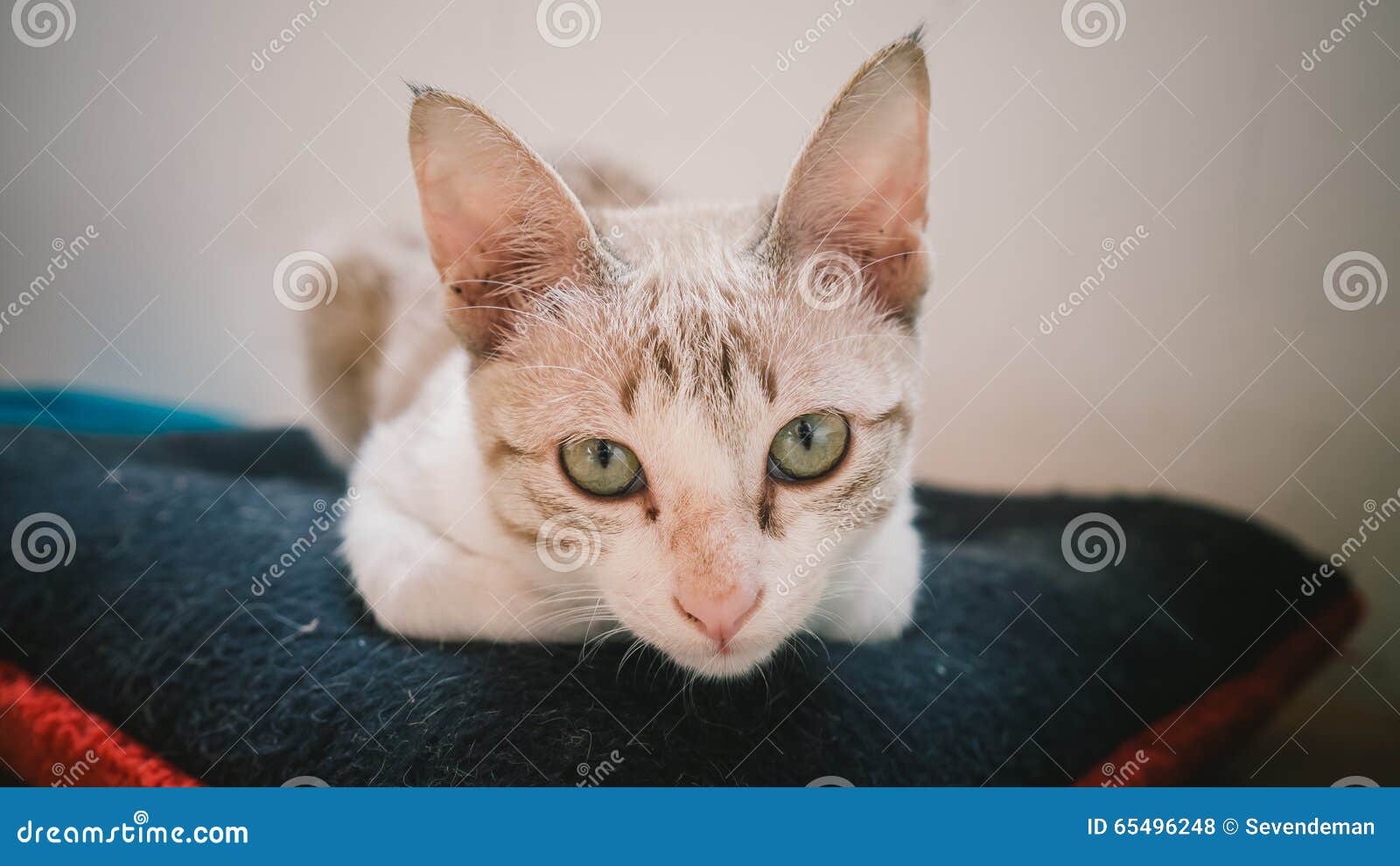 Cat squat on pillow. stock photo. Image of look, portrait - 65496248