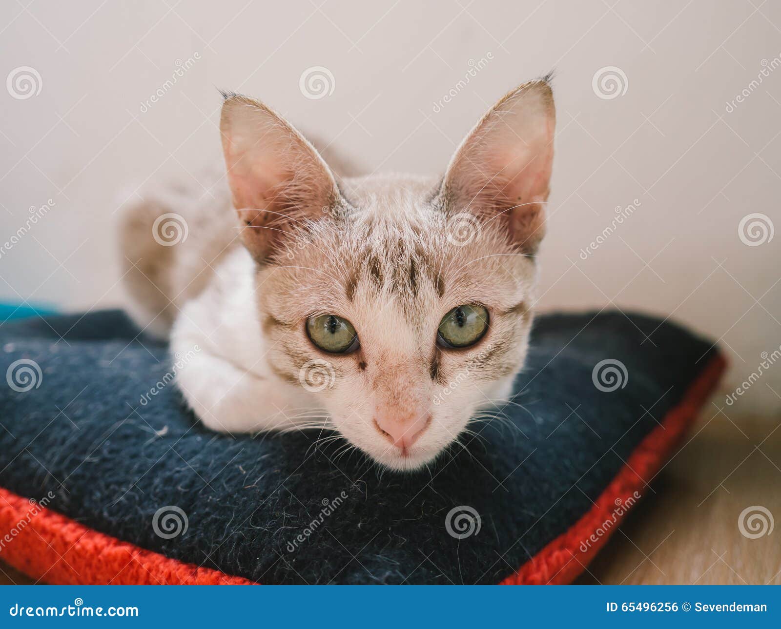 Cat squat on pillow. stock photo. Image of purebred, playful - 65496256