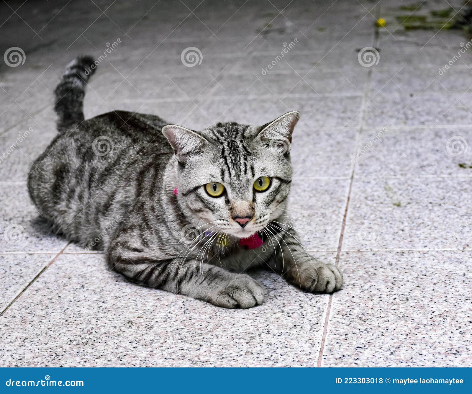 Cat is Squating on the Floor . Stock Photo - Image of animal, cute ...