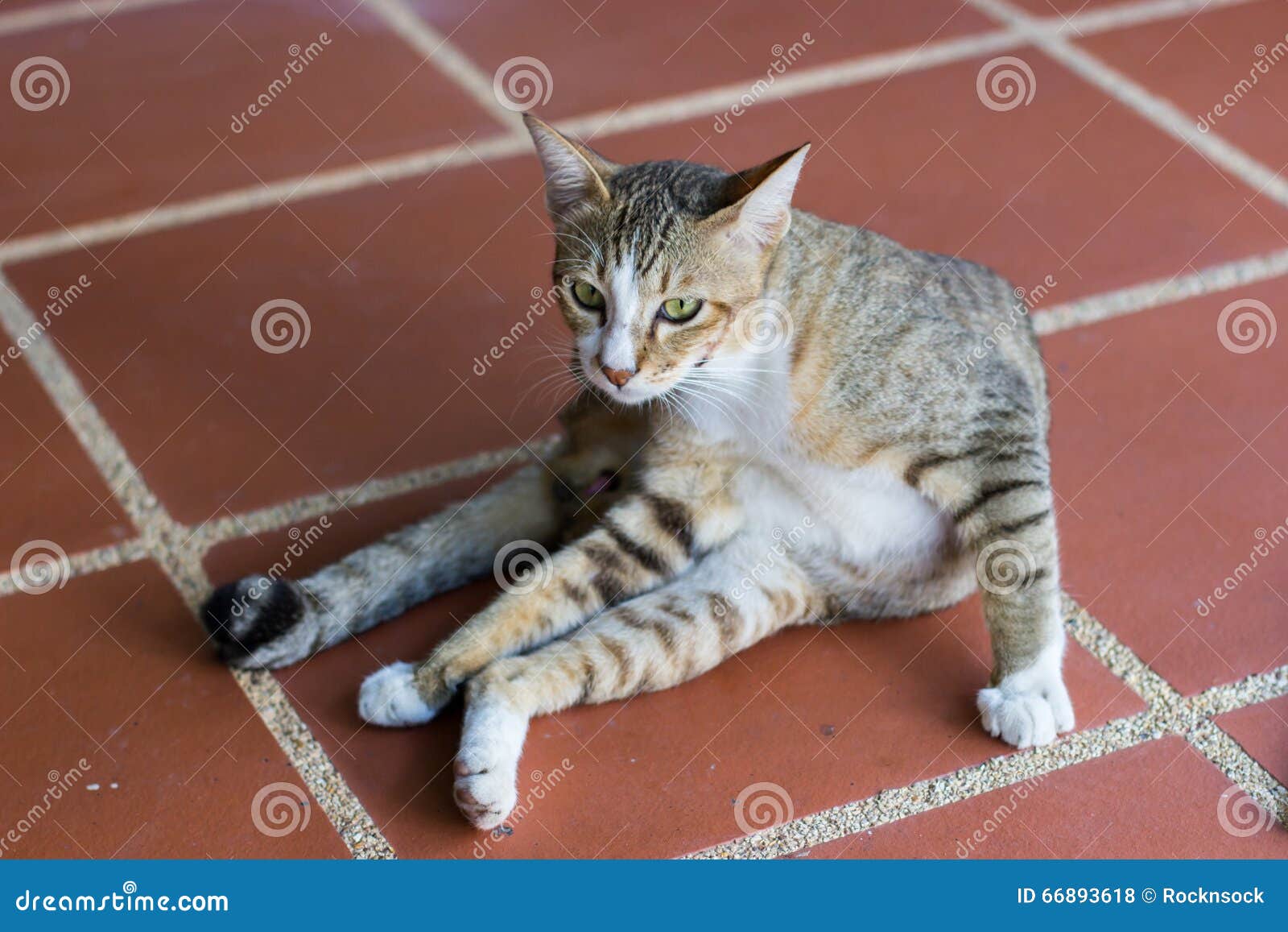 Cat squating on the wall stock photo. Image of siam, thai - 66893618