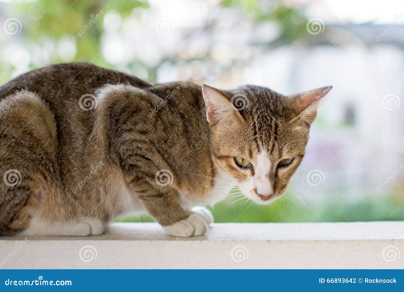 Cat squating on the wall stock photo. Image of pretty - 66893642