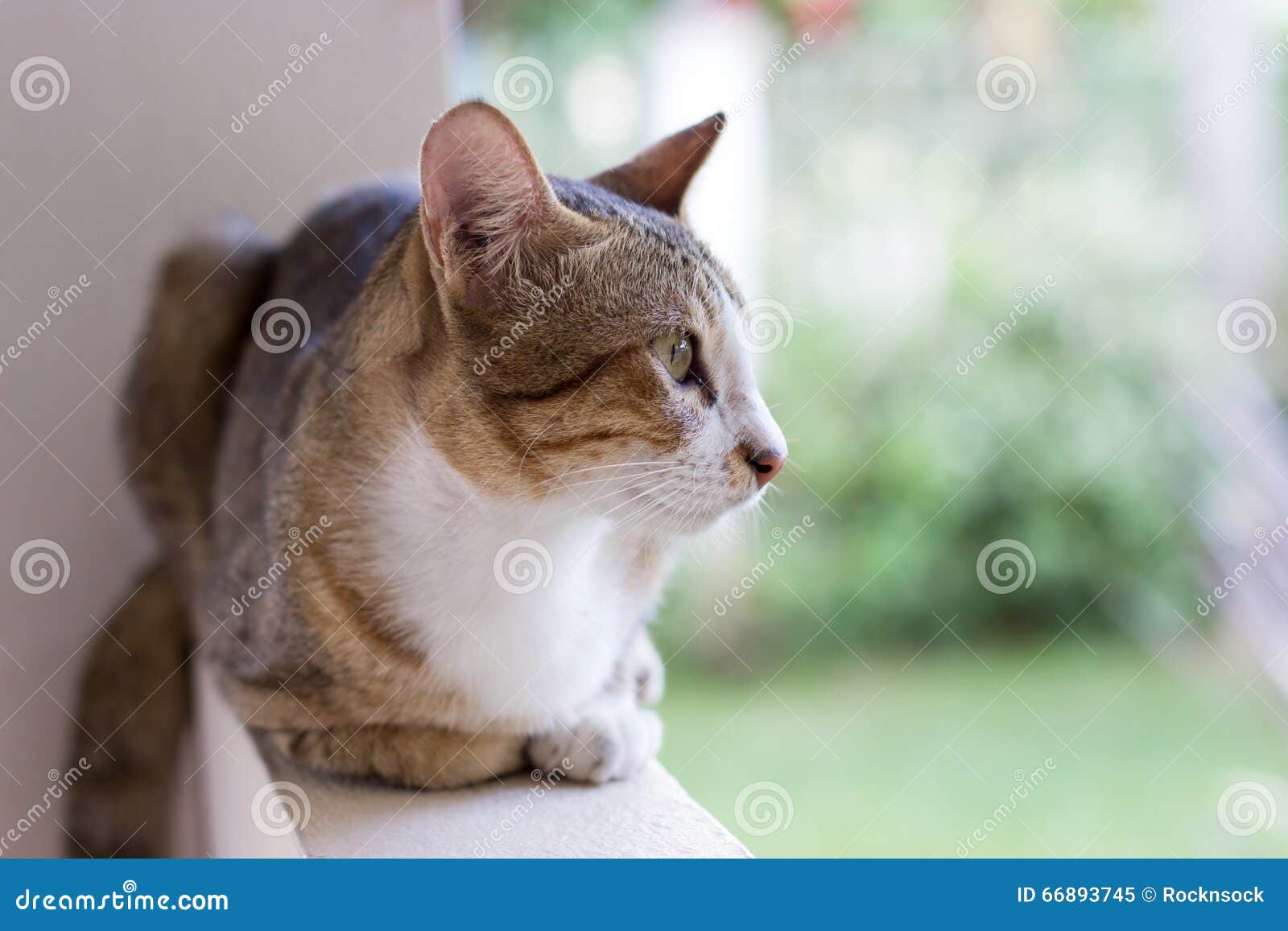 Cat squating on the wall stock image. Image of face, closeup - 66893745