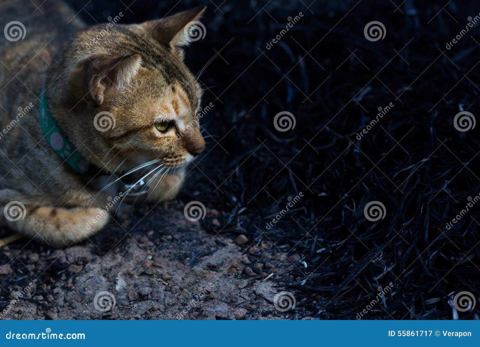 Cat squats stock image. Image of looking, kitten, crouching - 55861717