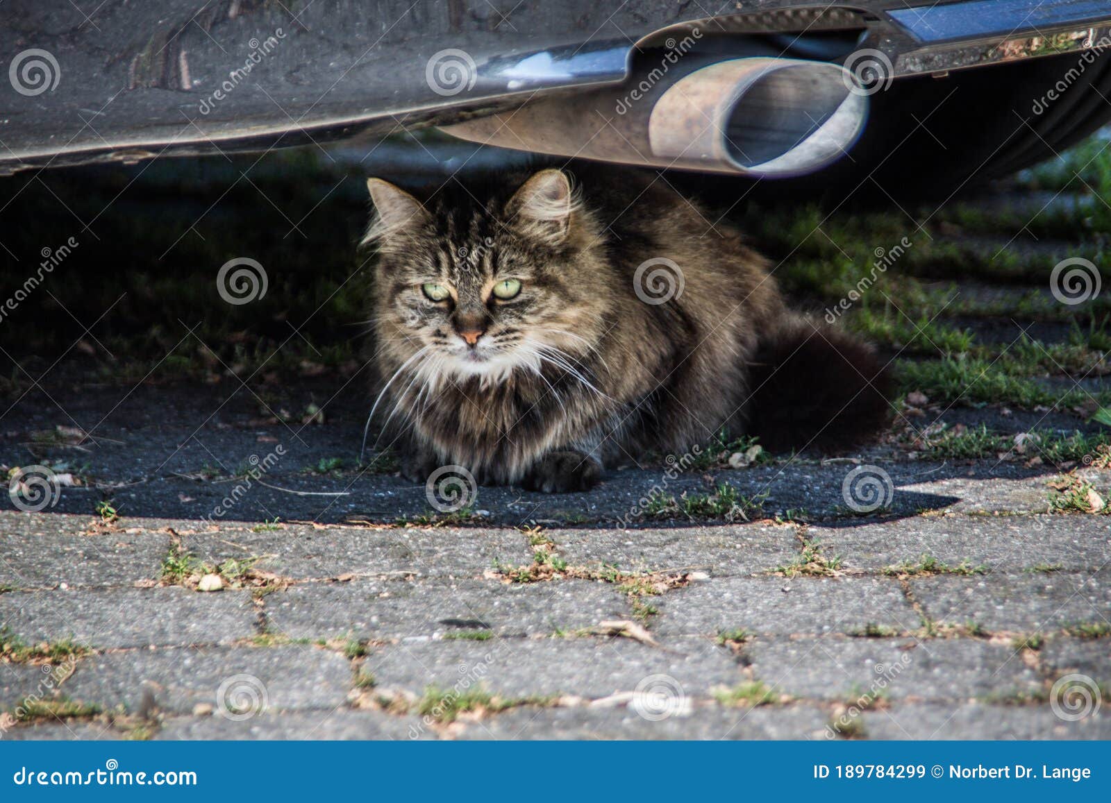 Cat Squats Stock Photos - Free & Royalty-Free Stock Photos from Dreamstime