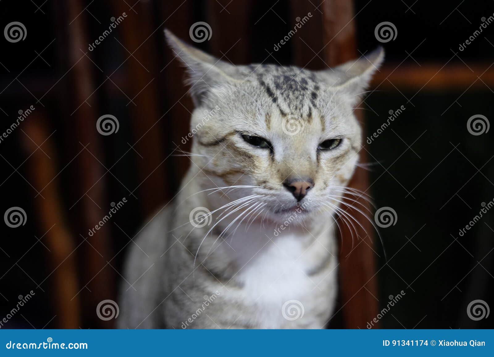 Cat Squinting at the front stock photo. Image of cute - 91341174
