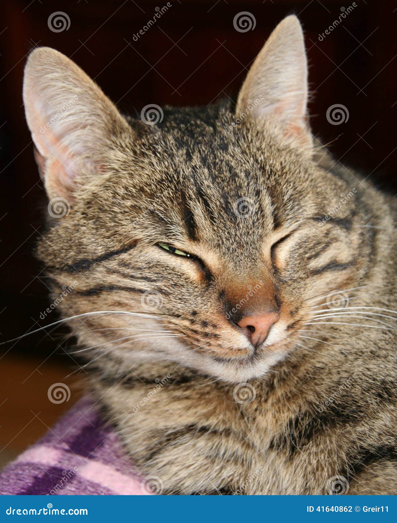 Cat squinting its eyes stock photo. Image of glance, feline - 41640862
