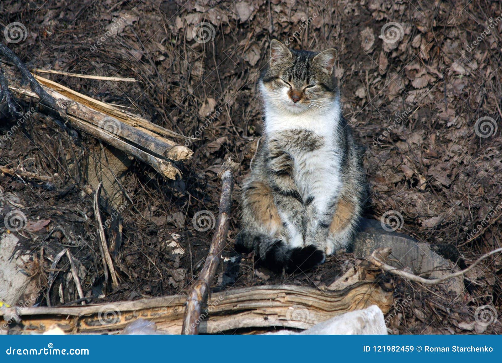 Cat Squints from the Sunlight Stock Image - Image of autumn, natural ...
