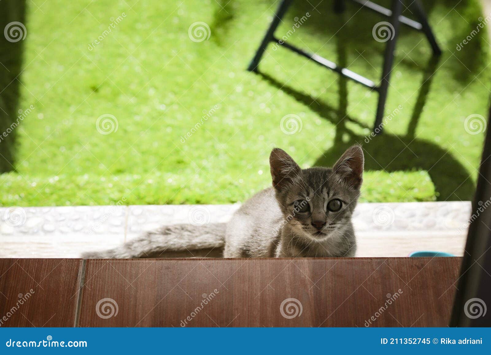 The cat on the stairs stock image. Image of cats, animal - 211352745