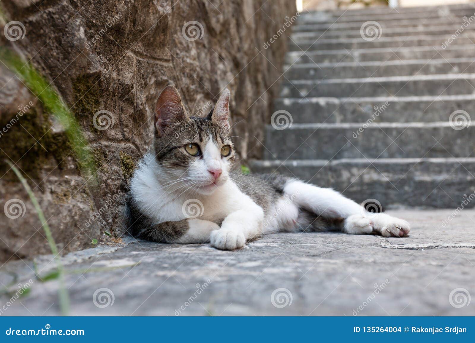 Cat on the stairs. stock photo. Image of nature, stairs - 135264004