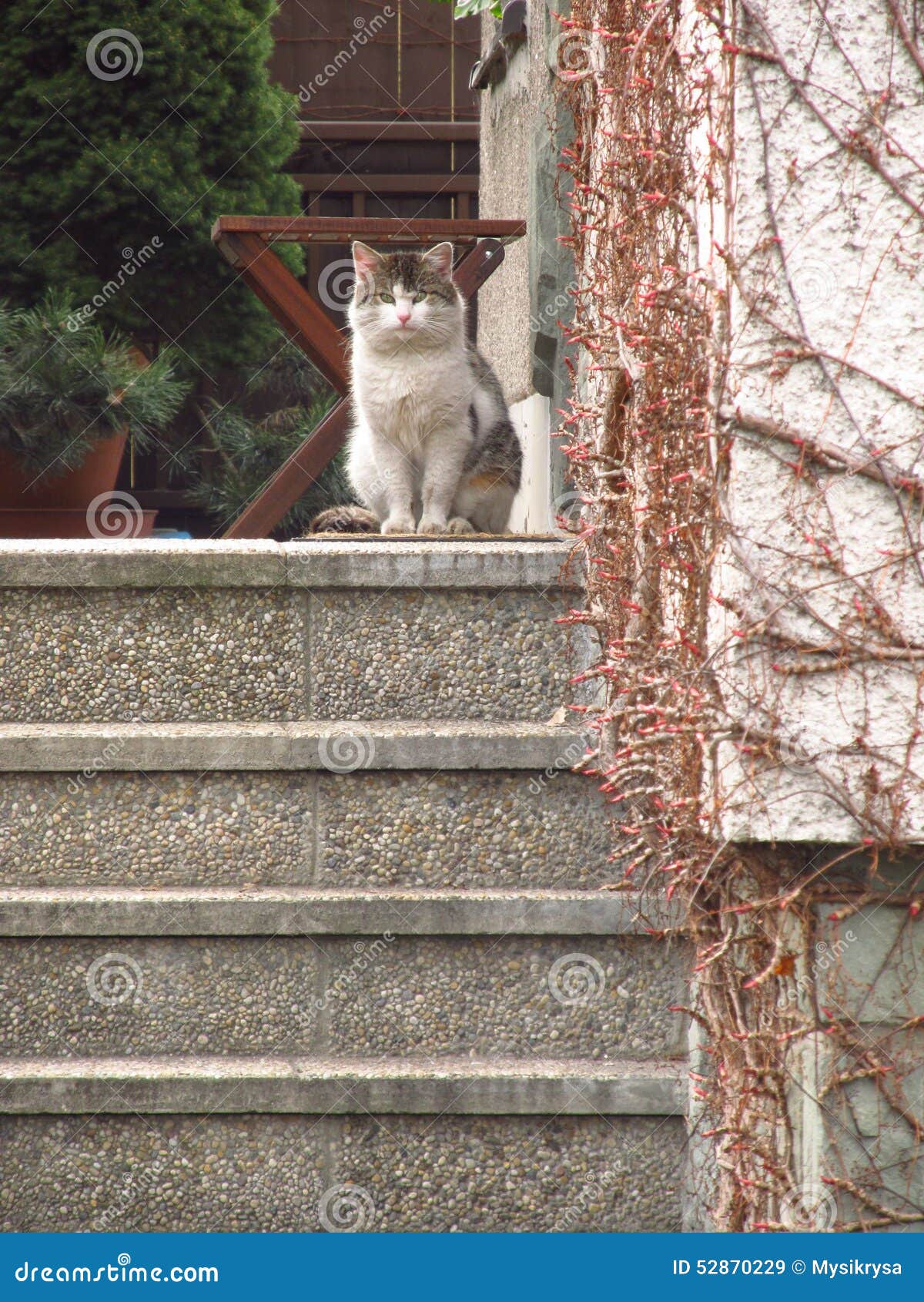 Cat on the stairs stock image. Image of hairy, soft, fluffy - 52870229