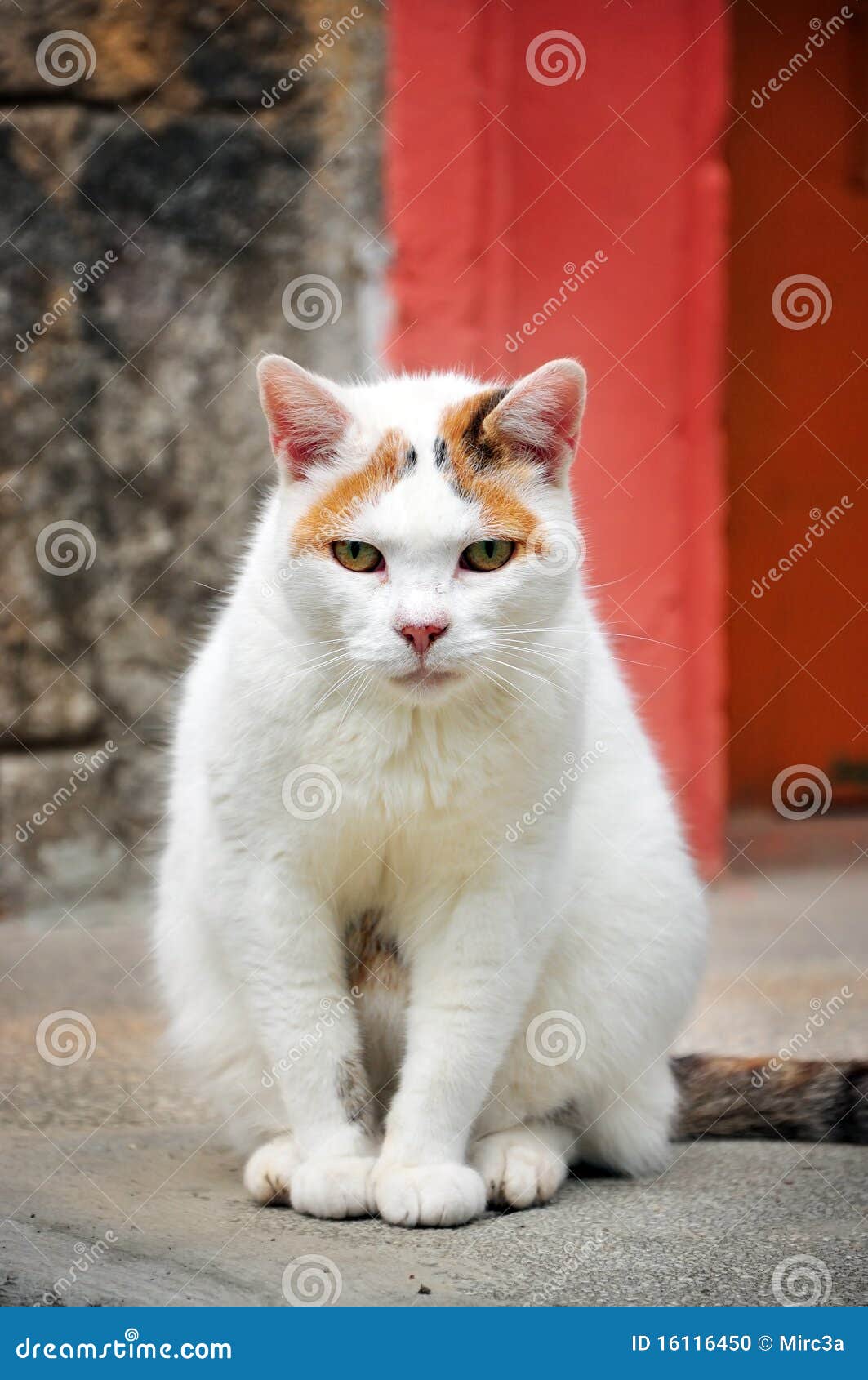 Cat stalking stock photo. Image of nine, feral, lazy - 16116450