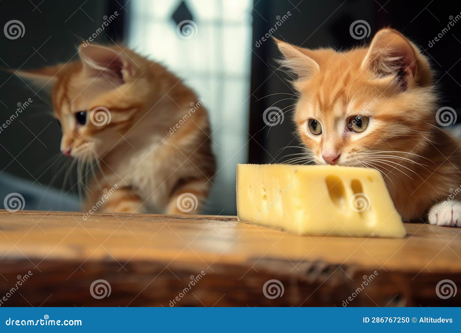 Cat Stalking Mouse Near Cheese on Table Stock Photo - Image of prey ...
