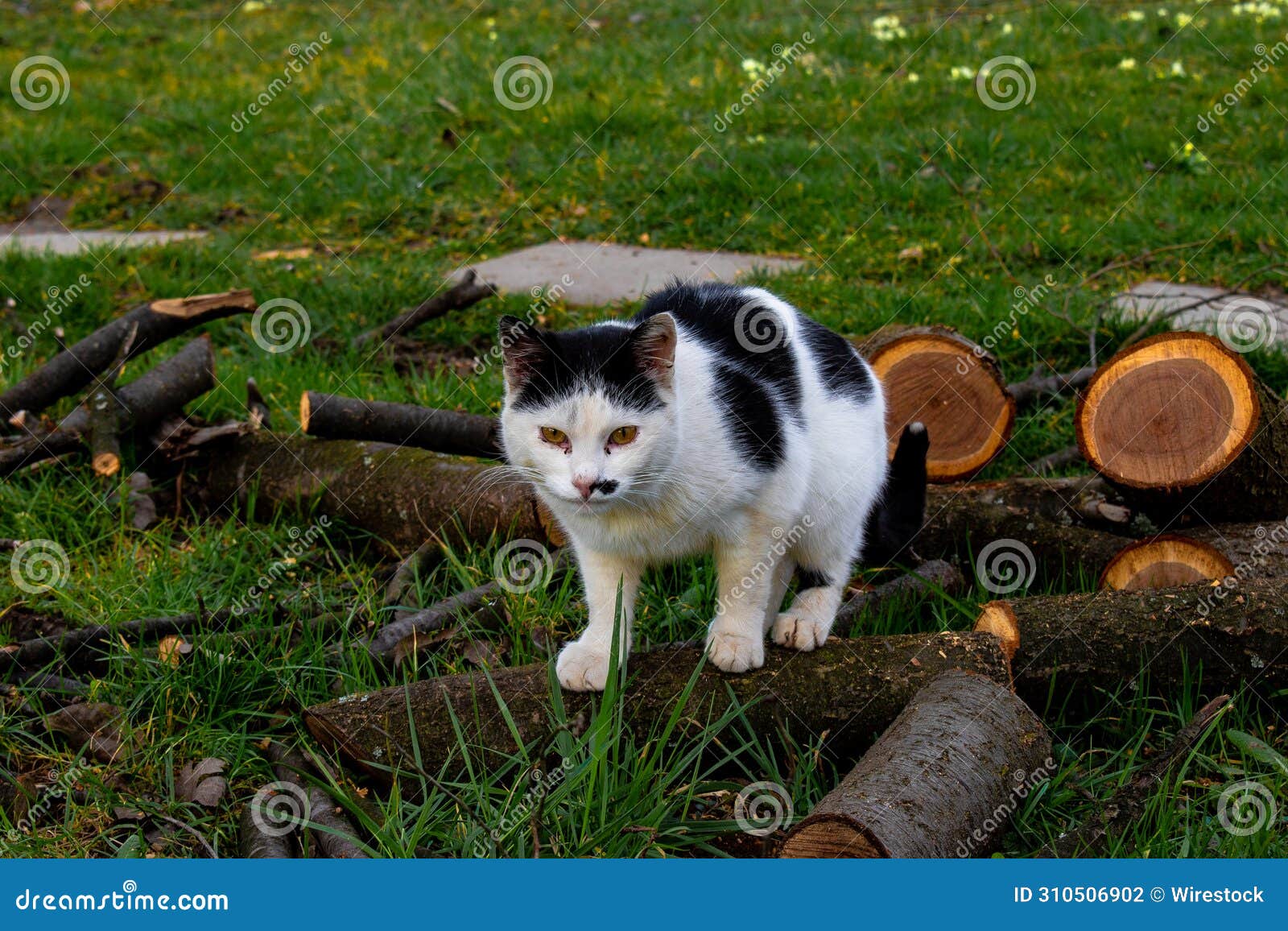 Cat Standing on Cut Log on Green Grass Stock Photo - Image of cute ...