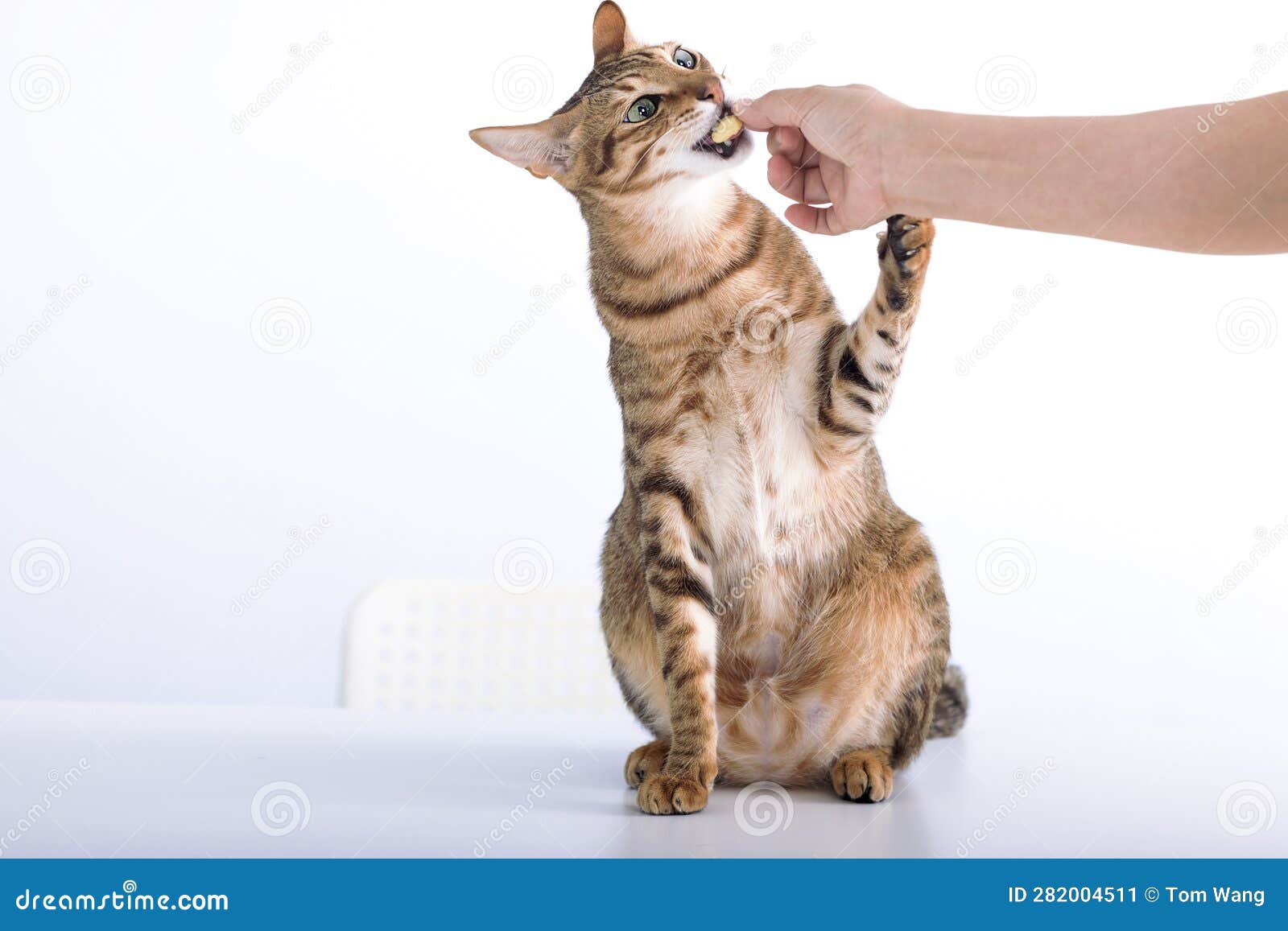 Cat Standing and Eating Cookie Food from Hand Stock Image - Image of ...