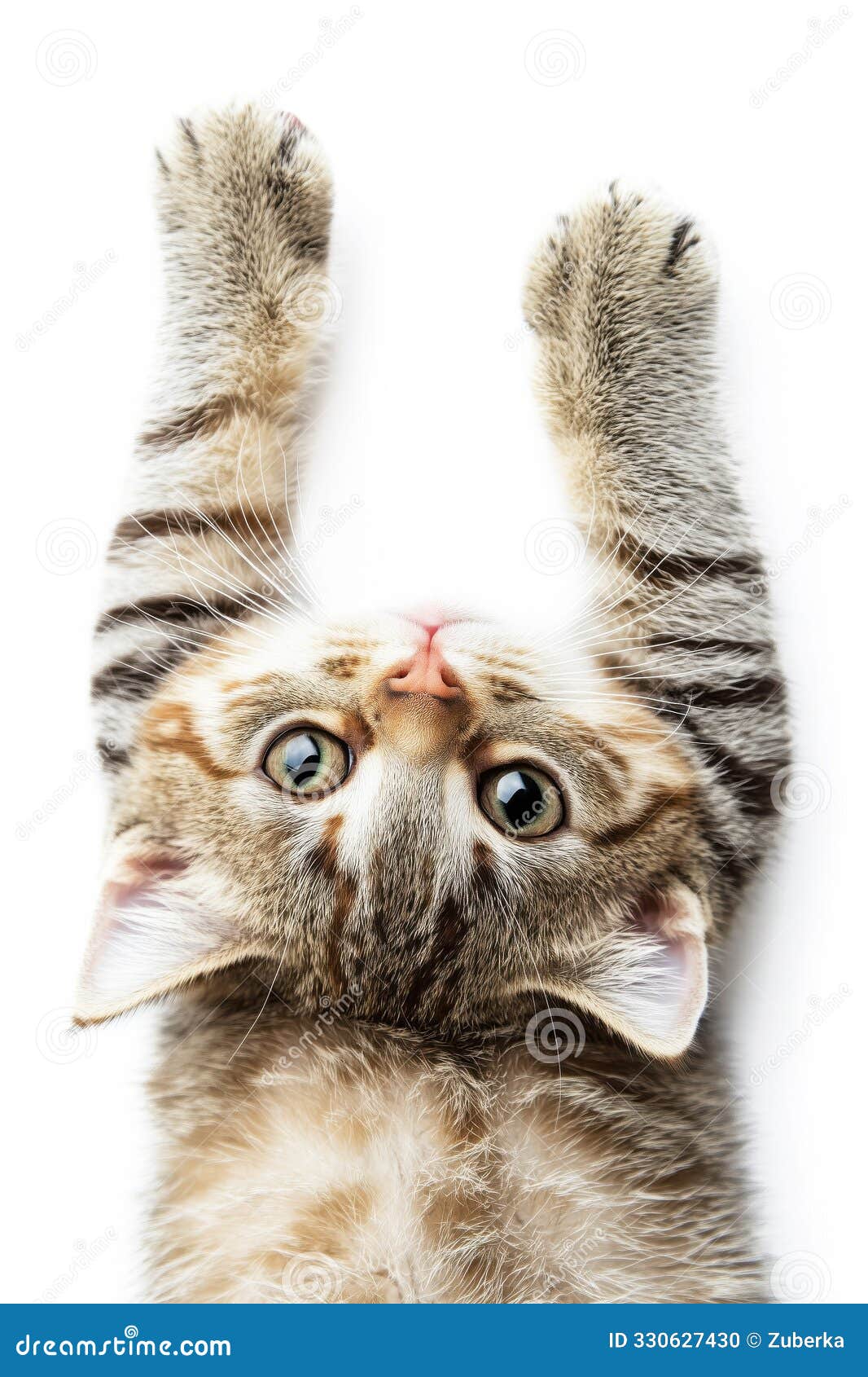 Cat Standing on Human Hand Isolated Stock Illustration - Illustration ...
