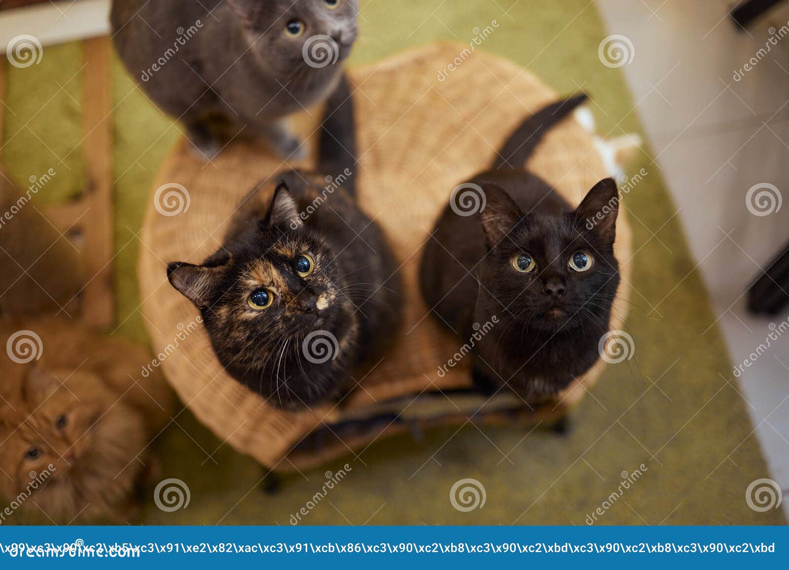 Cat Standing on Its Hind Legs, Asks Food. Stock Image - Image of ...