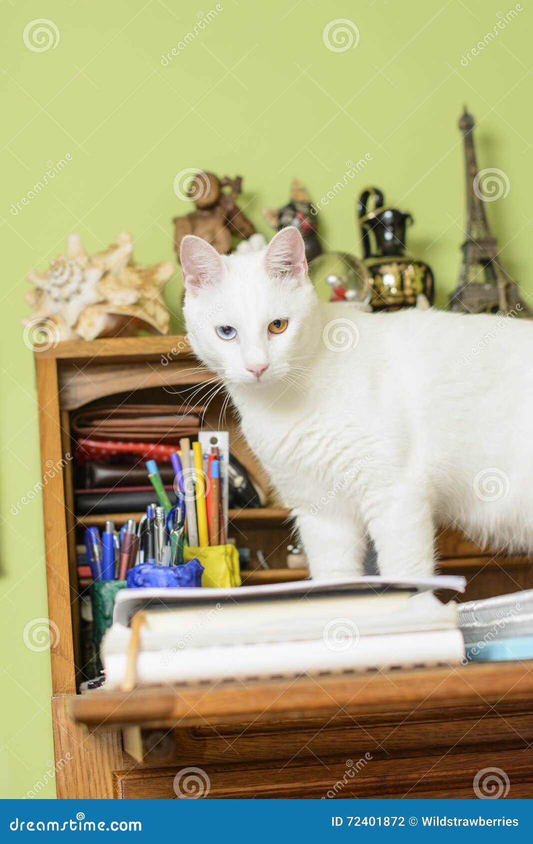 Cat Standing on the Notebooks on the Writing Desk Stock Photo - Image ...