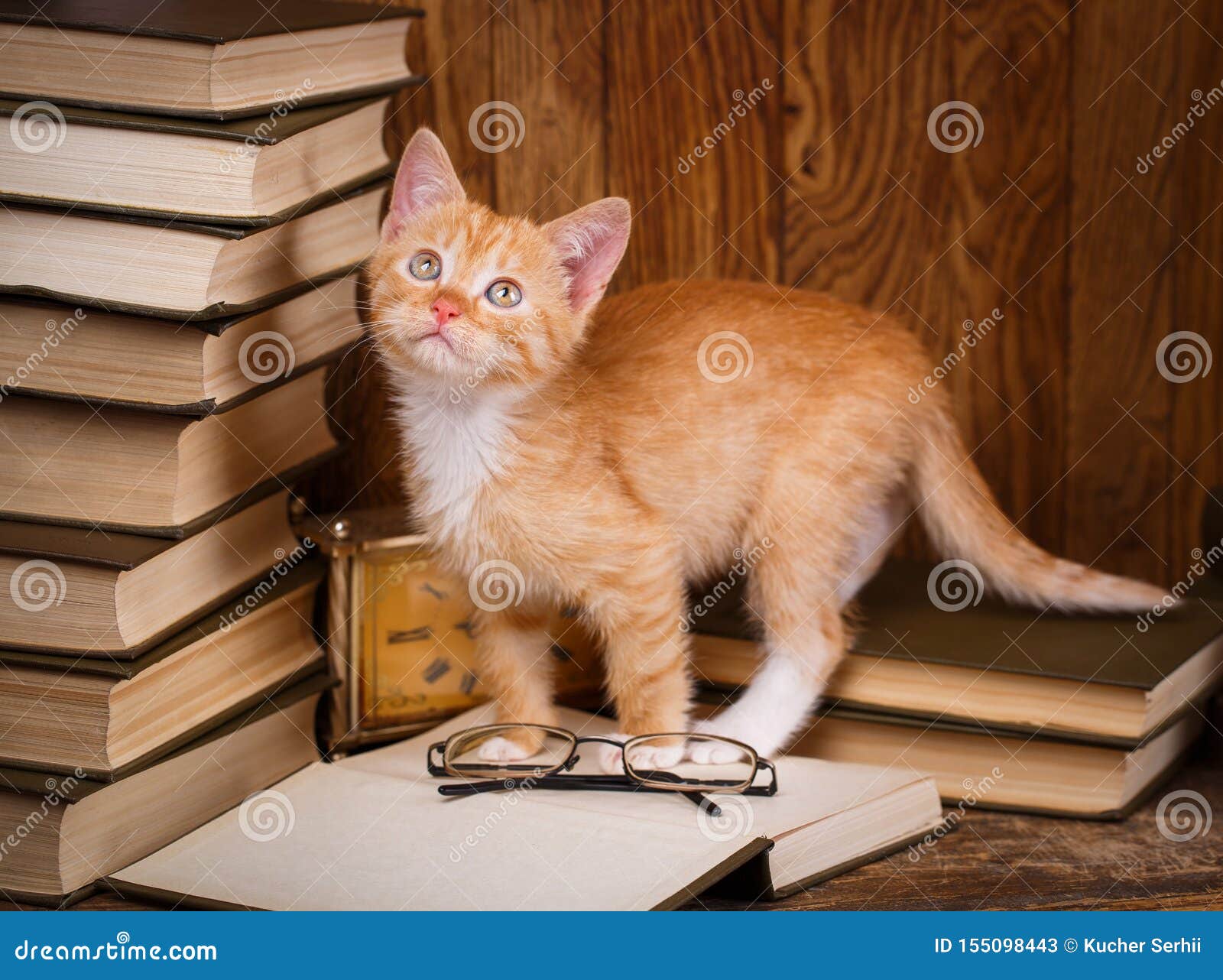 Cat Standing on Open Book and Looking Up Stock Image - Image of grey ...