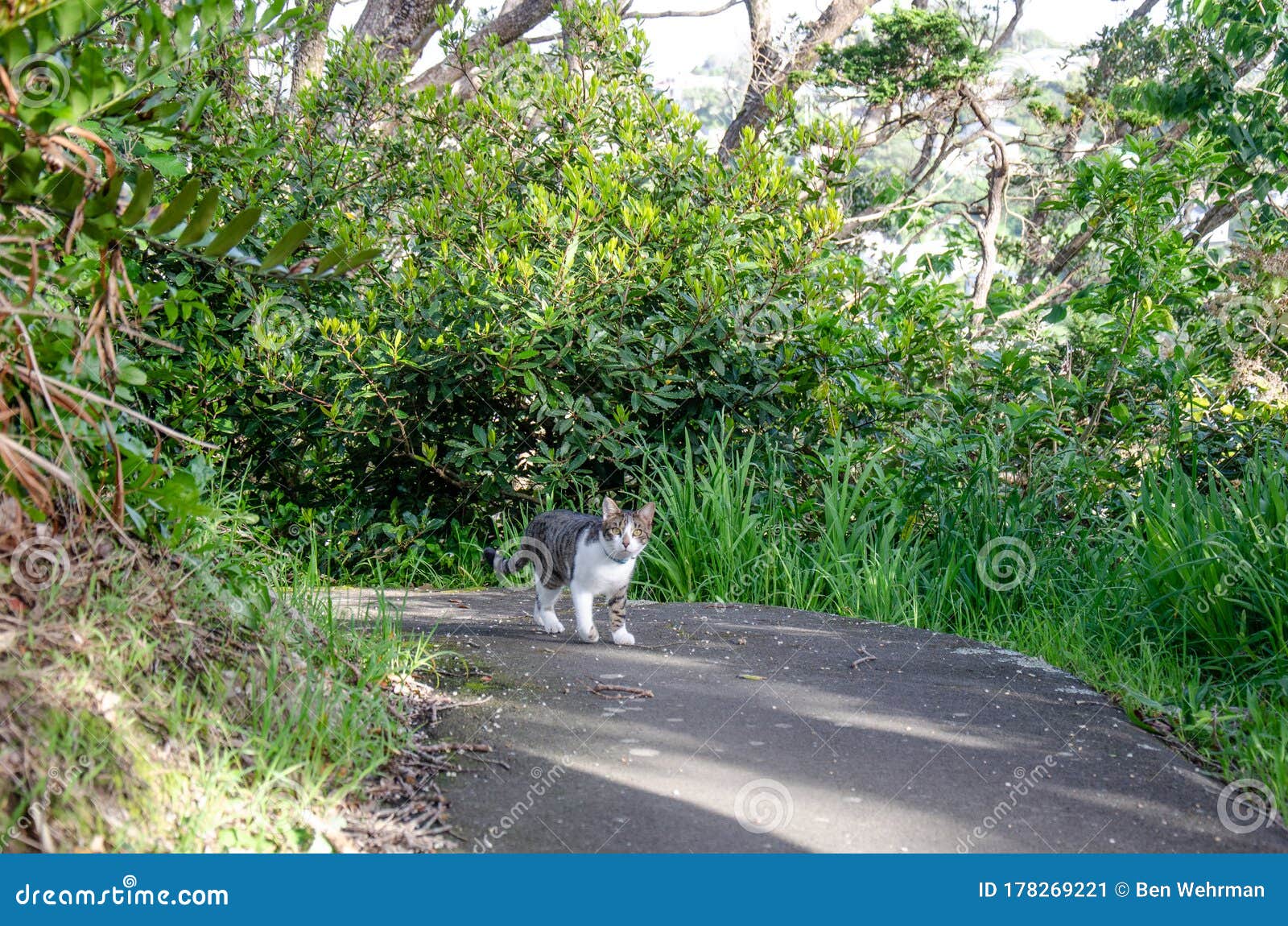 Cat Standing on Pathway in Tall Grass Stock Image - Image of victoria ...