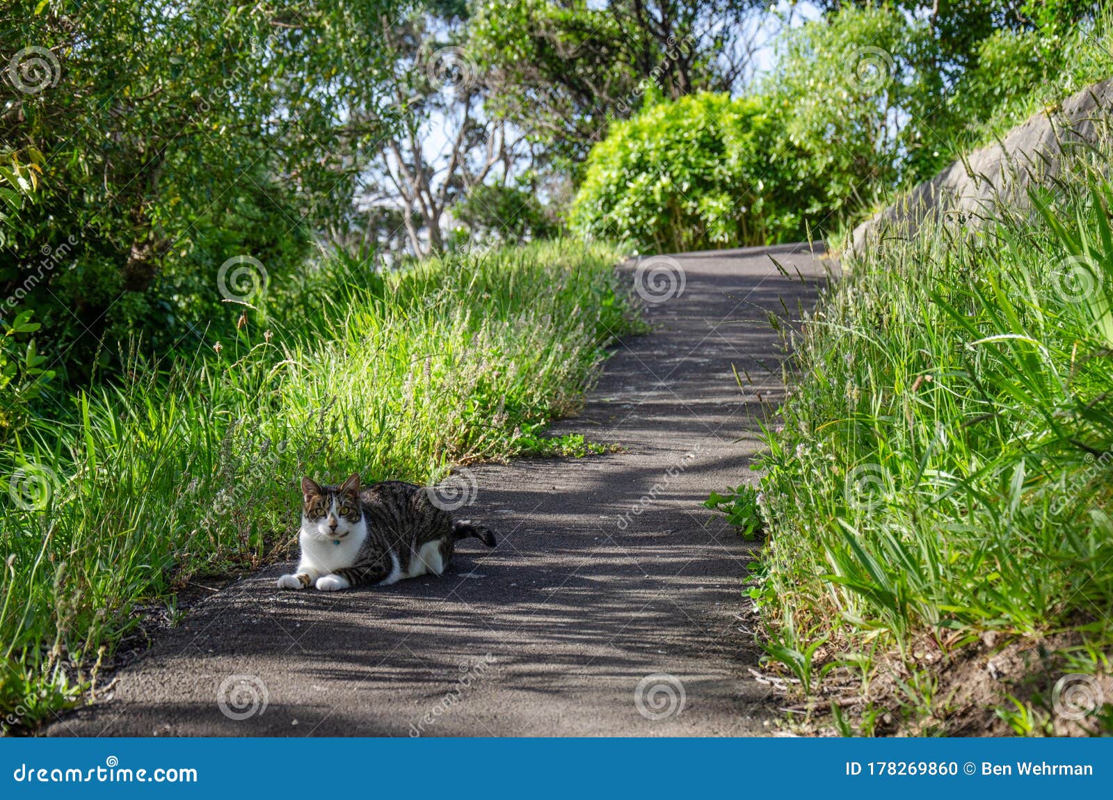 Cat Standing on Pathway in Tall Grass Stock Photo - Image of zealand ...