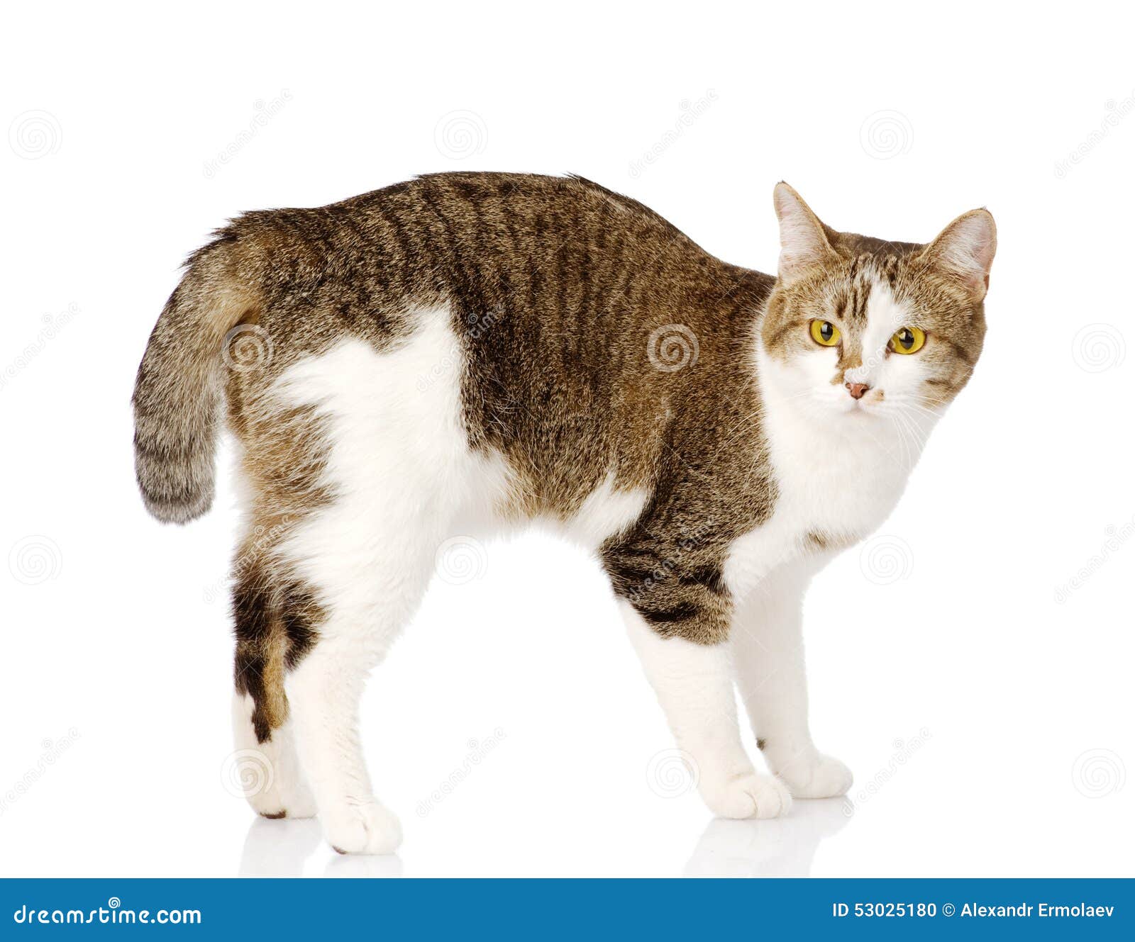 Cat Standing in Profile. Looking at Camera Stock Photo - Image of ...